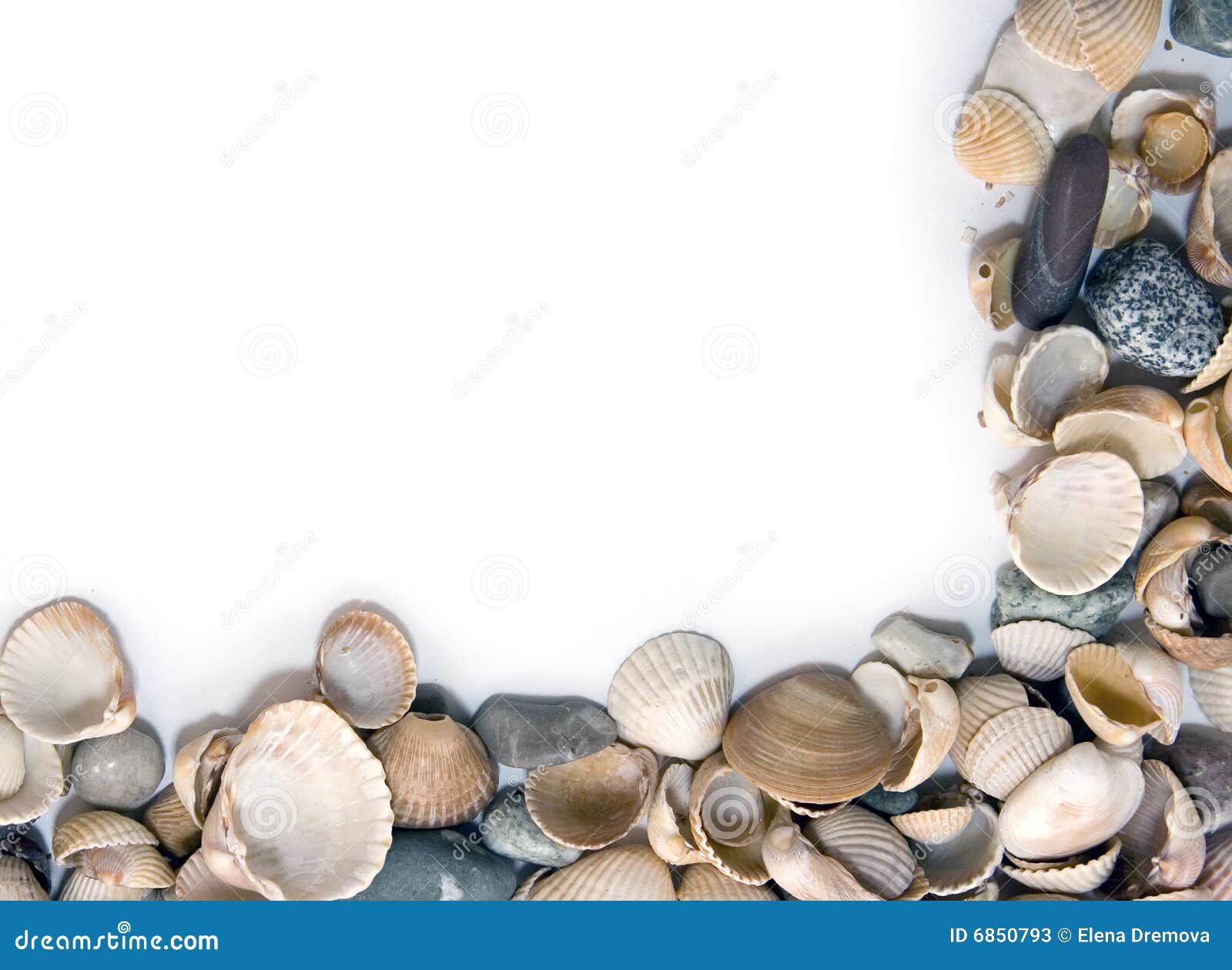 Frame of shells stock image. Image of ocean, beach, frame - 6850793