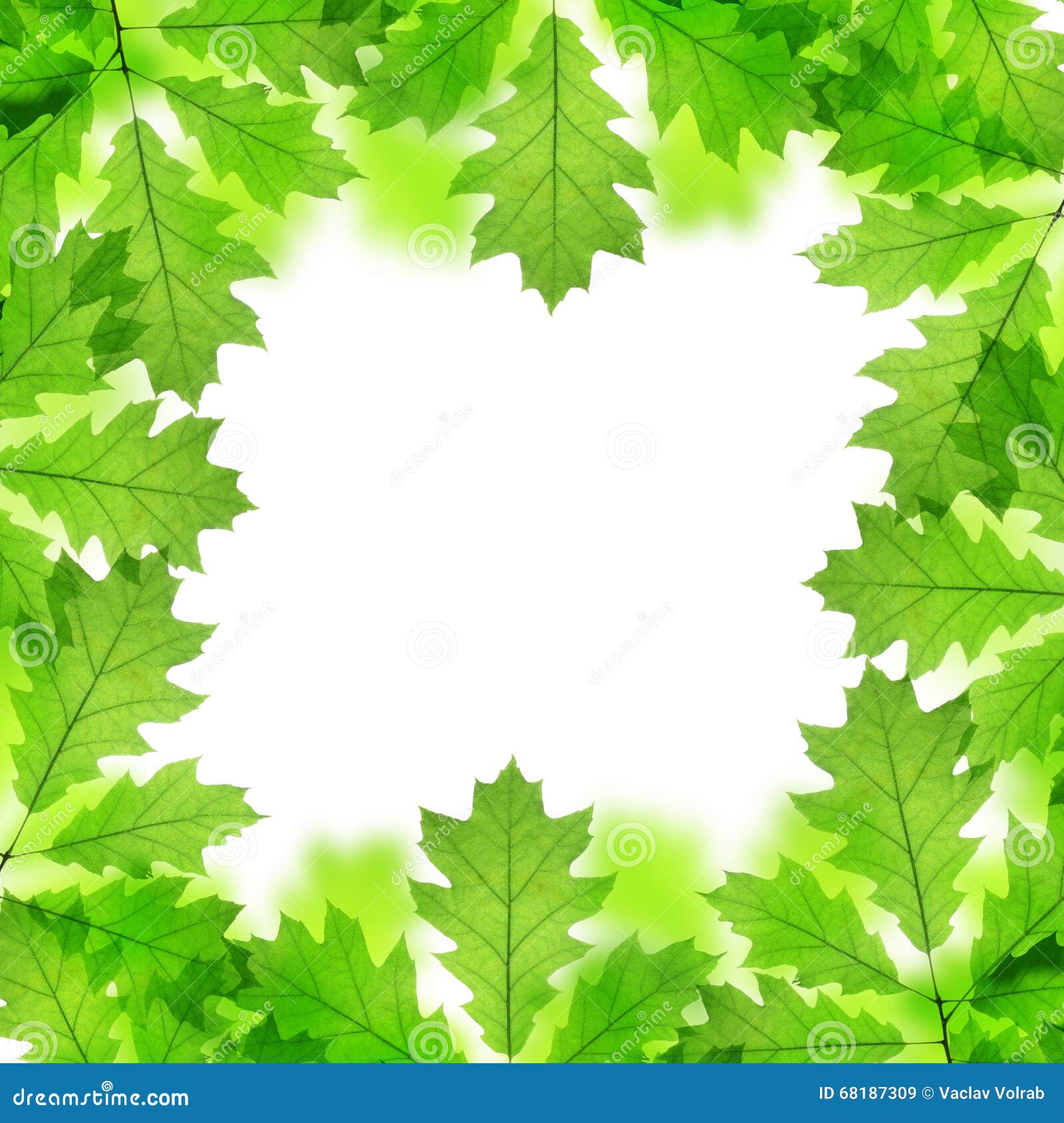 Frame from Spring Leaves of Oak Tree Stock Image - Image of spring ...