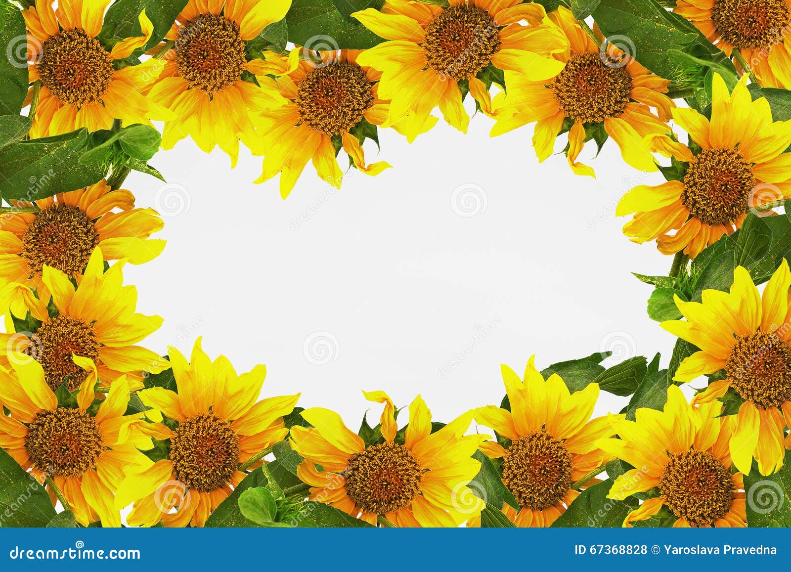 Frame with sunflowers stock photo. Image of harvest, field - 67368828