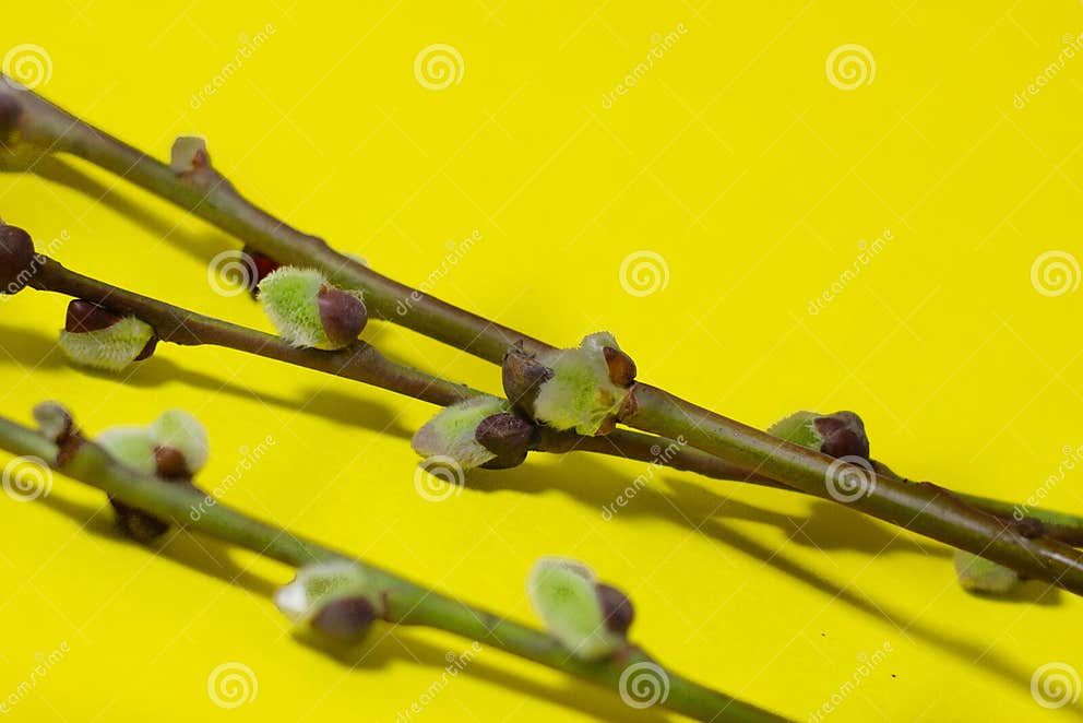 A Frame for Text from the Branches of the Verb Tree on a Yellow ...