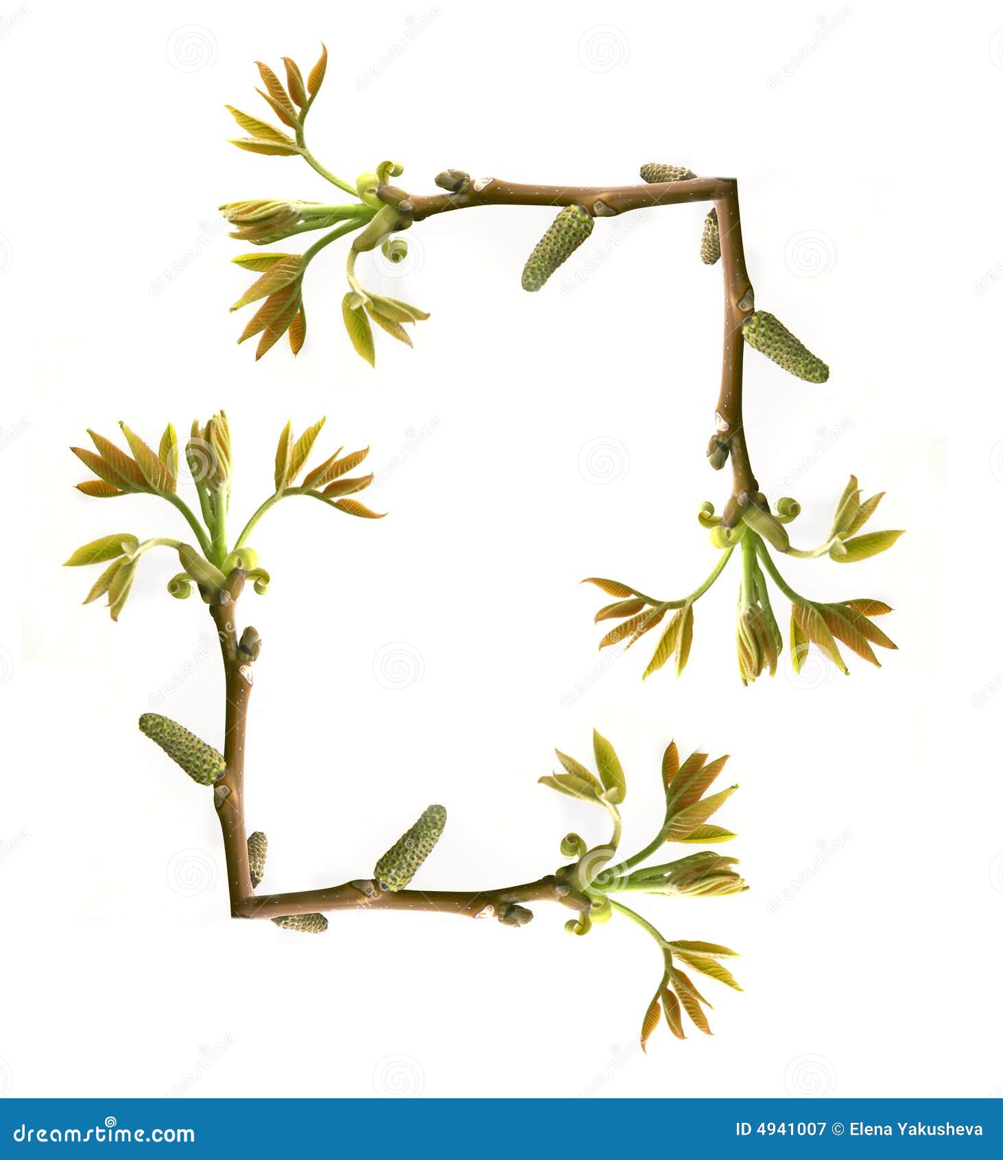 Frame of Tree Branch with New Leaves Stock Image - Image of frame ...