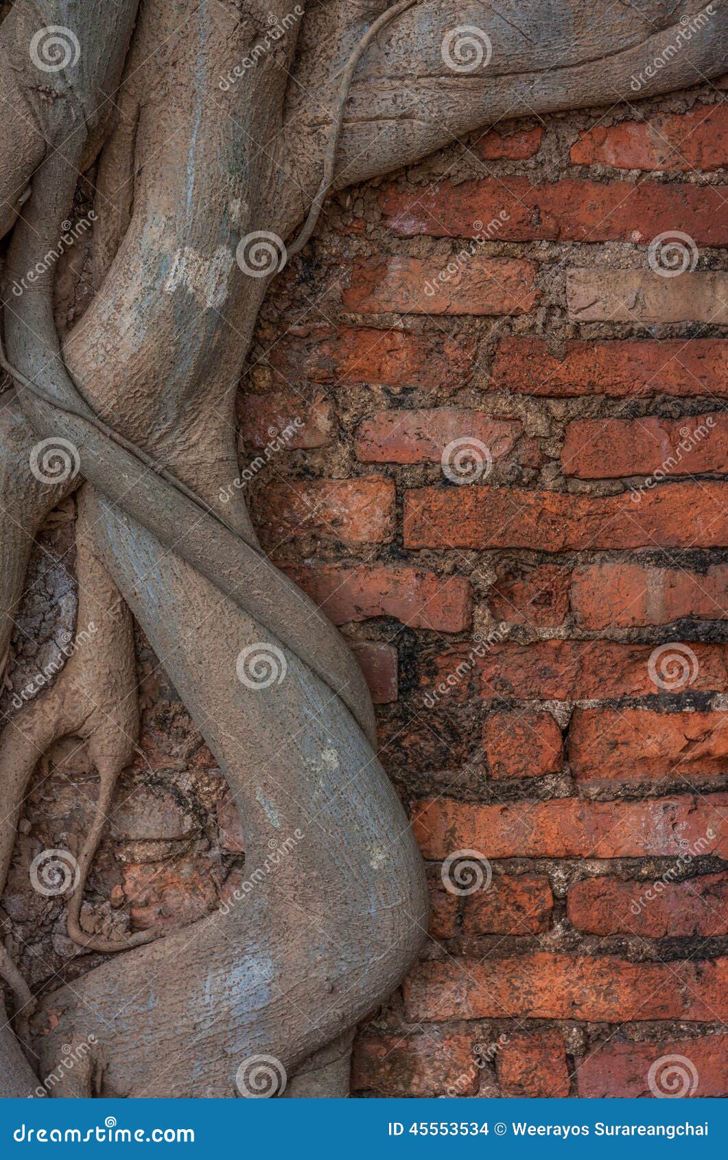Frame of Tree Roots on the Red Brick. Stock Photo - Image of grey, gray ...