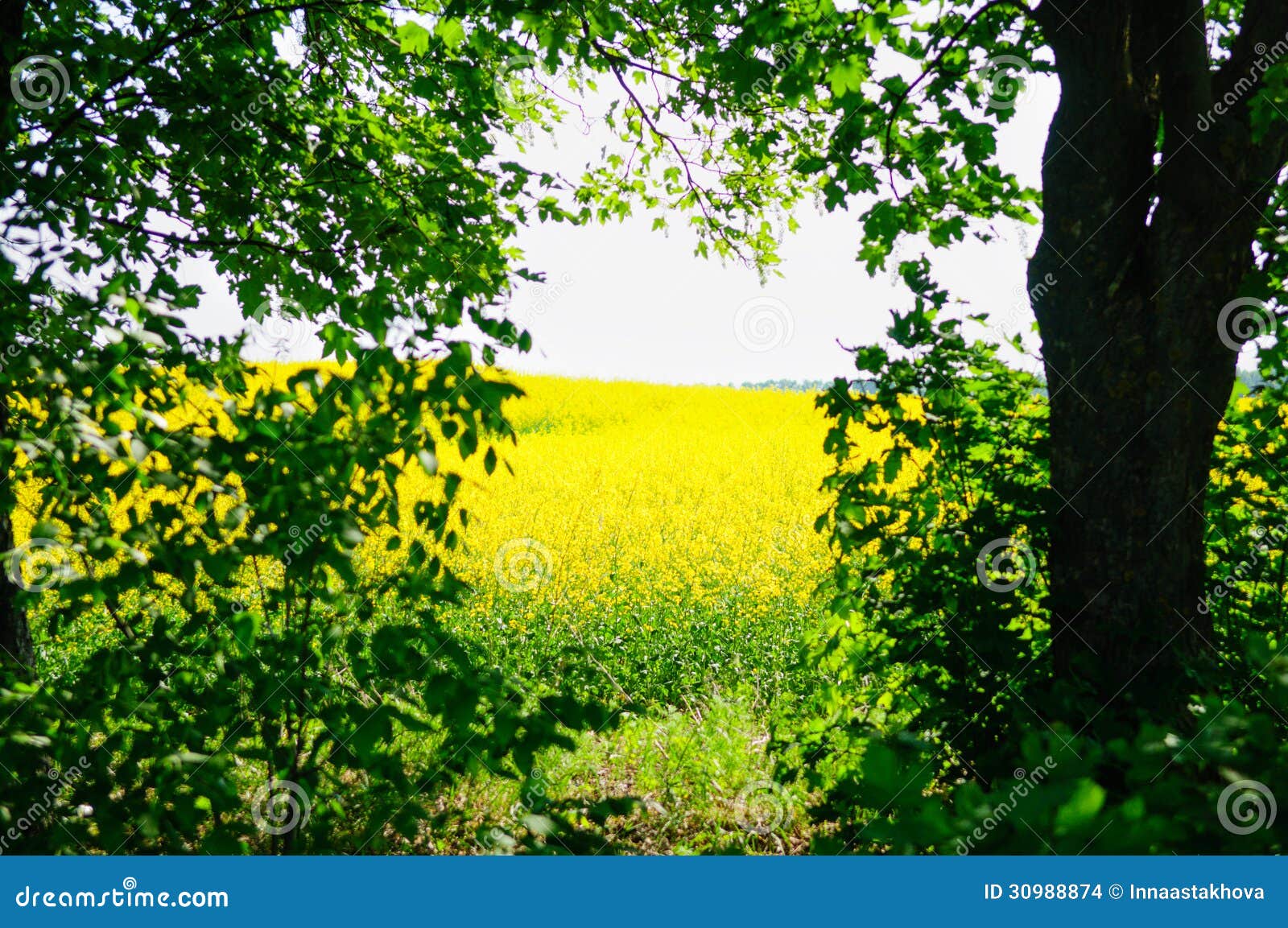 Frame of trees stock photo. Image of beautiful, cloudscape - 30988874