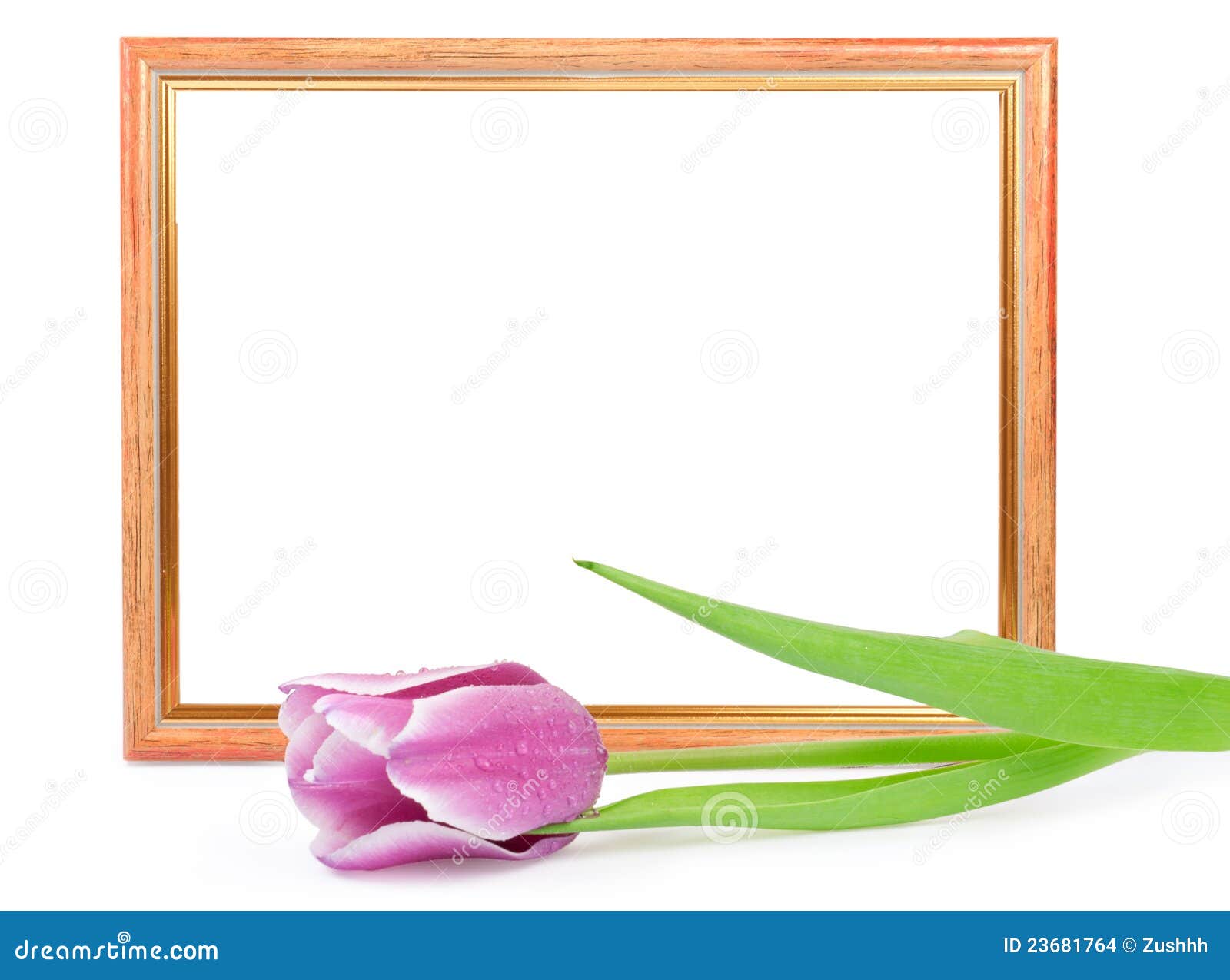 Frame with Tulip Isolated on White Stock Photo - Image of beautiful ...