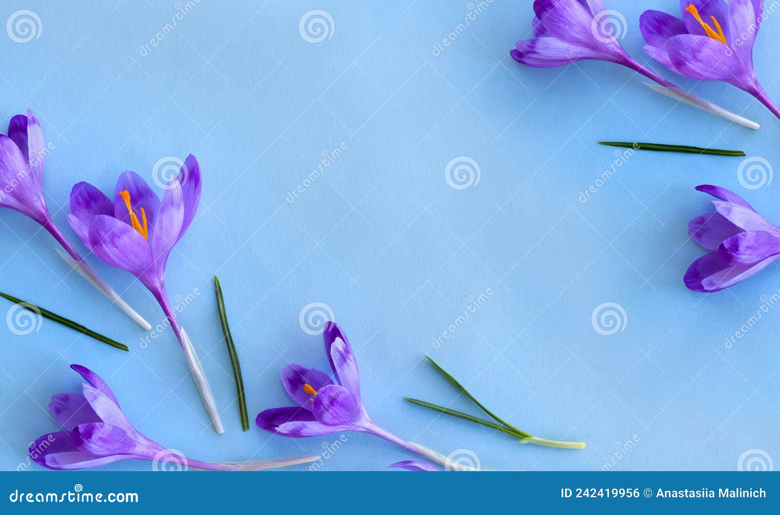 Frame of Violet Crocuses on a Blue Paper Background with Space for Text ...