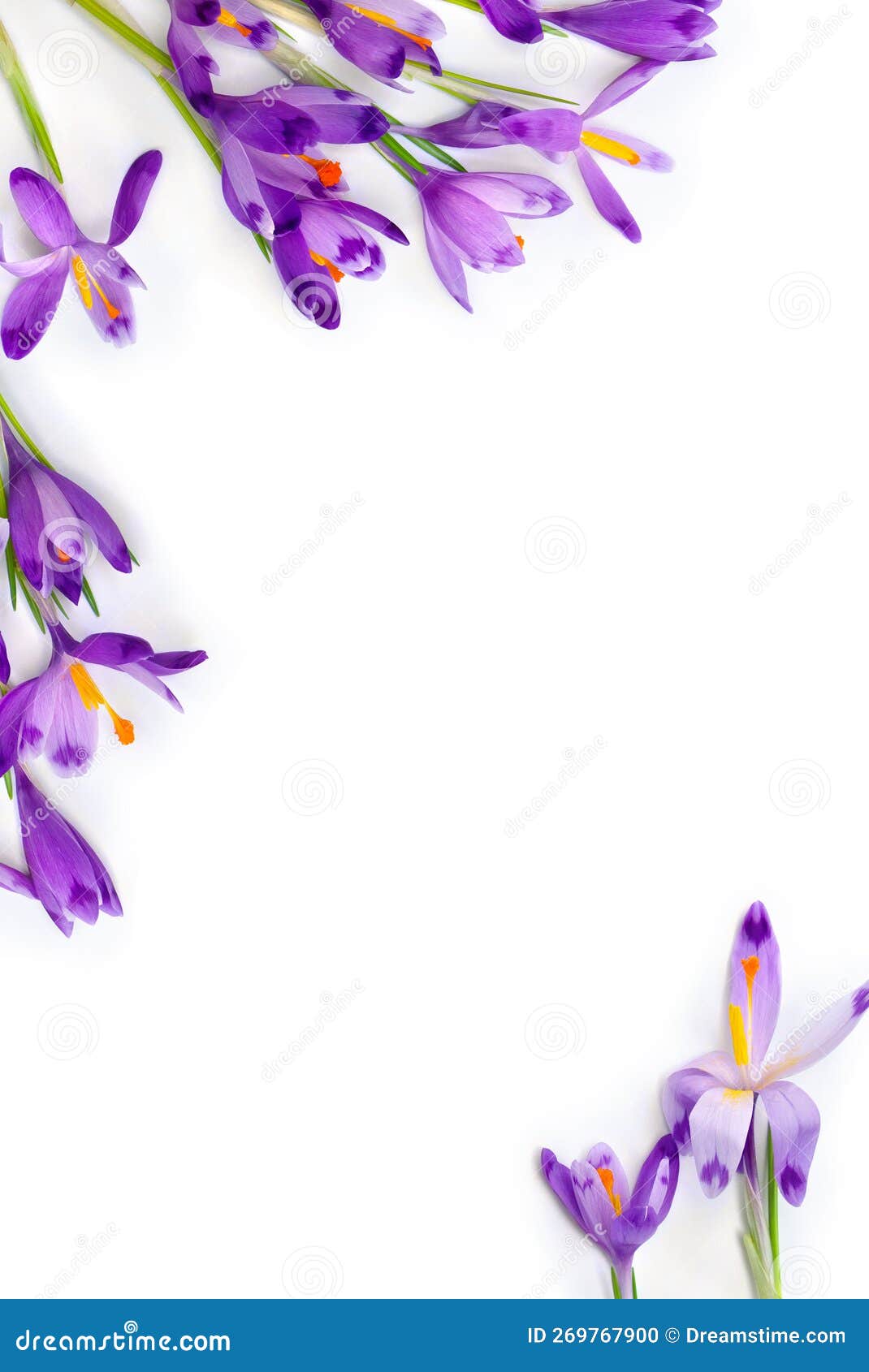 Frame of Violet Crocuses on a White Background with Space for Text ...