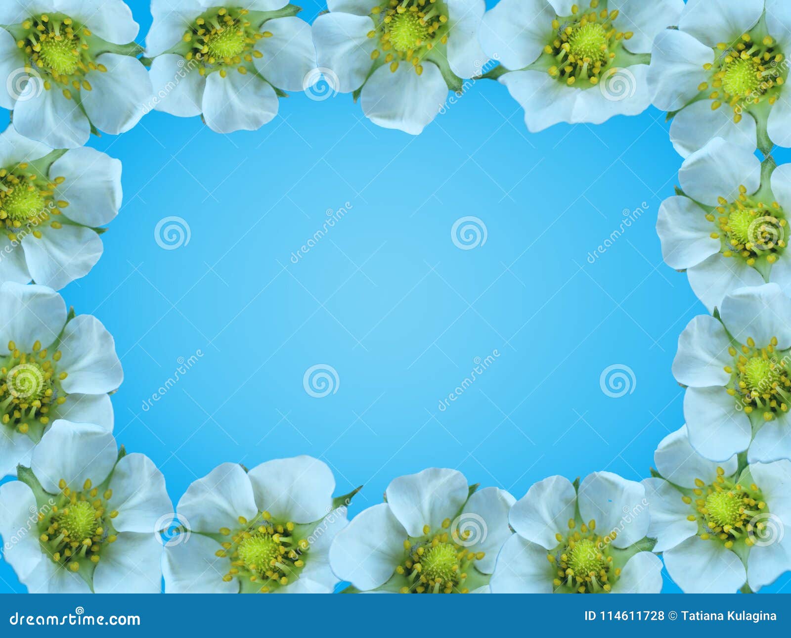 Frame of white flowers. stock illustration. Illustration of elegance ...