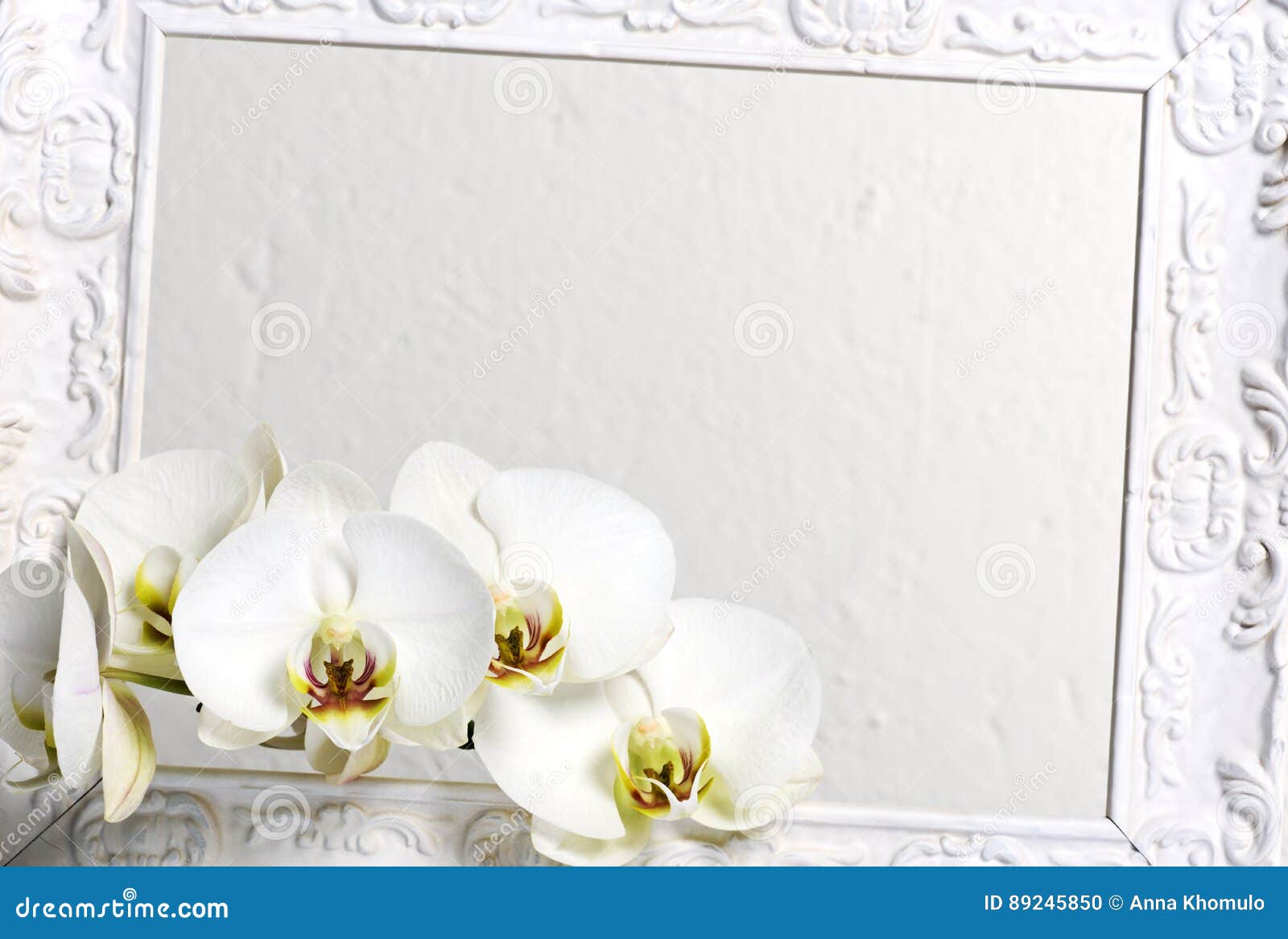 Frame with white orchids stock photo. Image of branch - 89245850