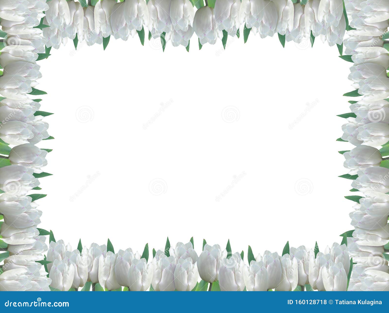 Frame of white tulips. stock photo. Image of copy, background - 160128718