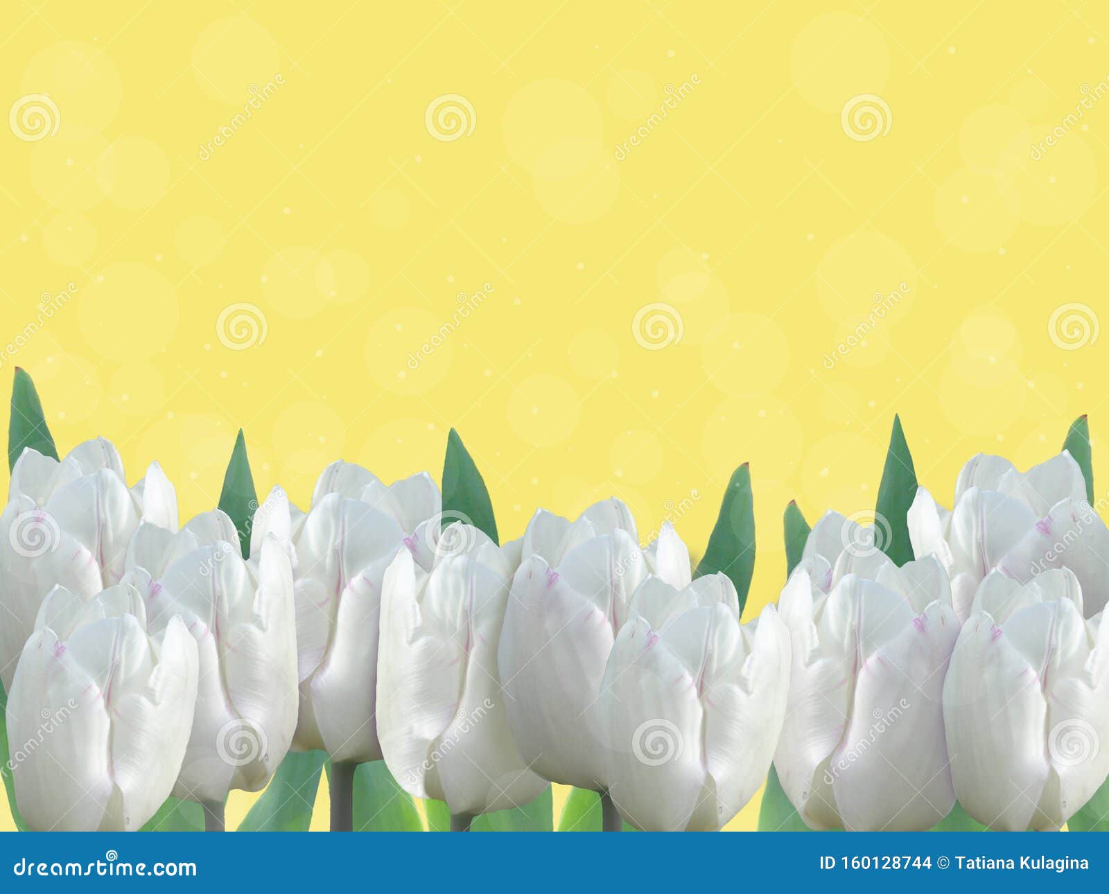 Frame of white tulips. stock photo. Image of bloom, close - 160128744