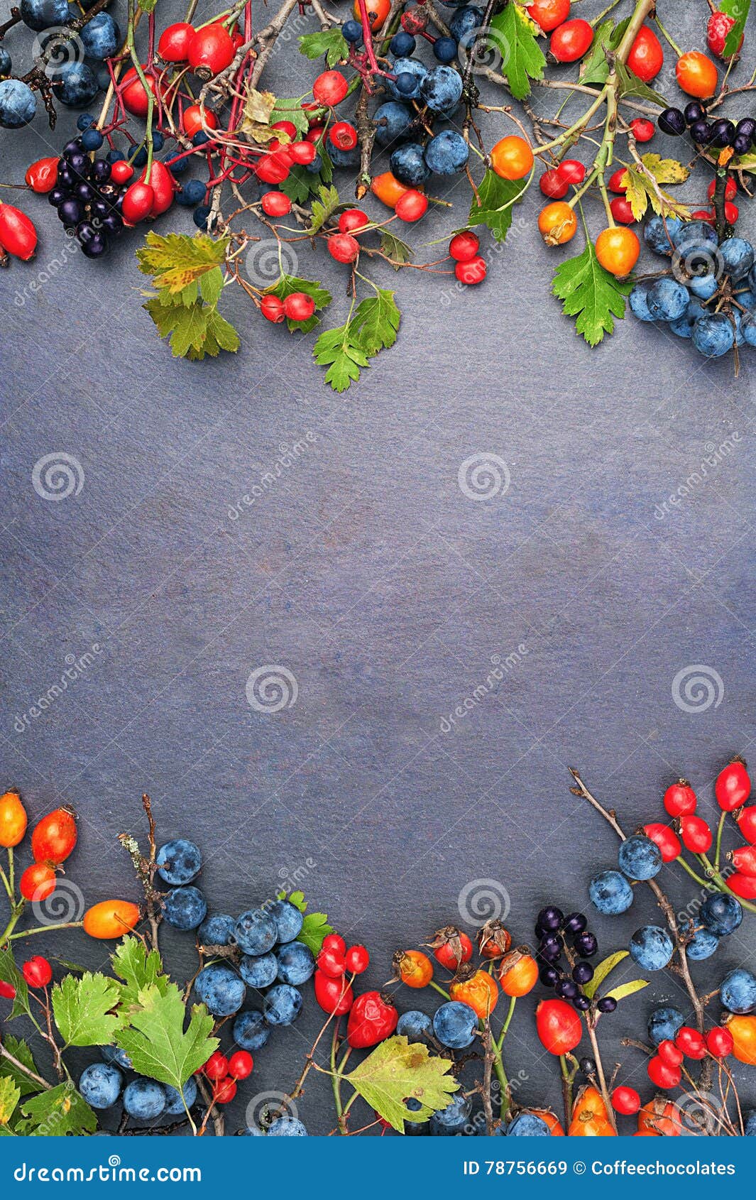 Frame with wild berries stock image. Image of plant, nature - 78756669