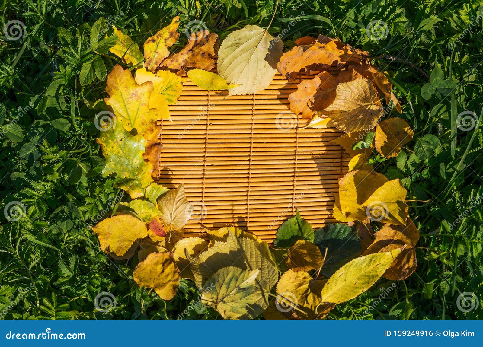 Frame of Yellow Fall Leaves Stock Photo - Image of forest, leaf: 159249916