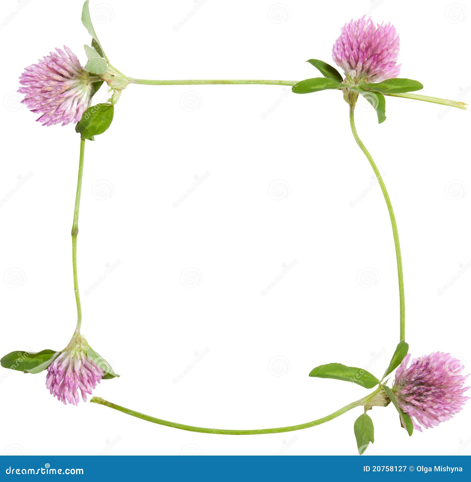 Frame From Young Flower Of Pink Clover Royalty-Free Stock Photography ...