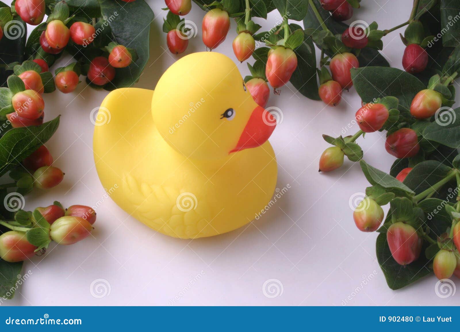 Framed Rubber Duckling stock photo. Image of yellow, quack - 902480
