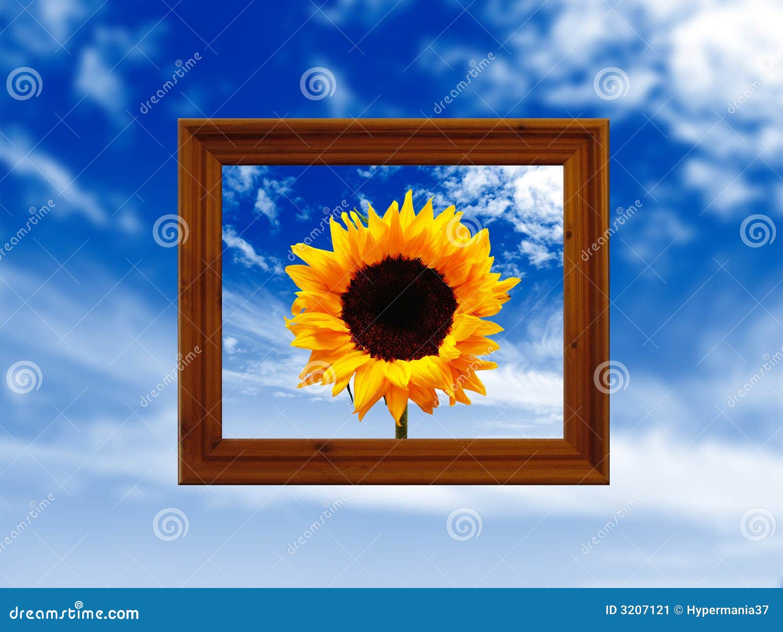 Framed sunflower in sky stock illustration. Illustration of optimistic - 3207121