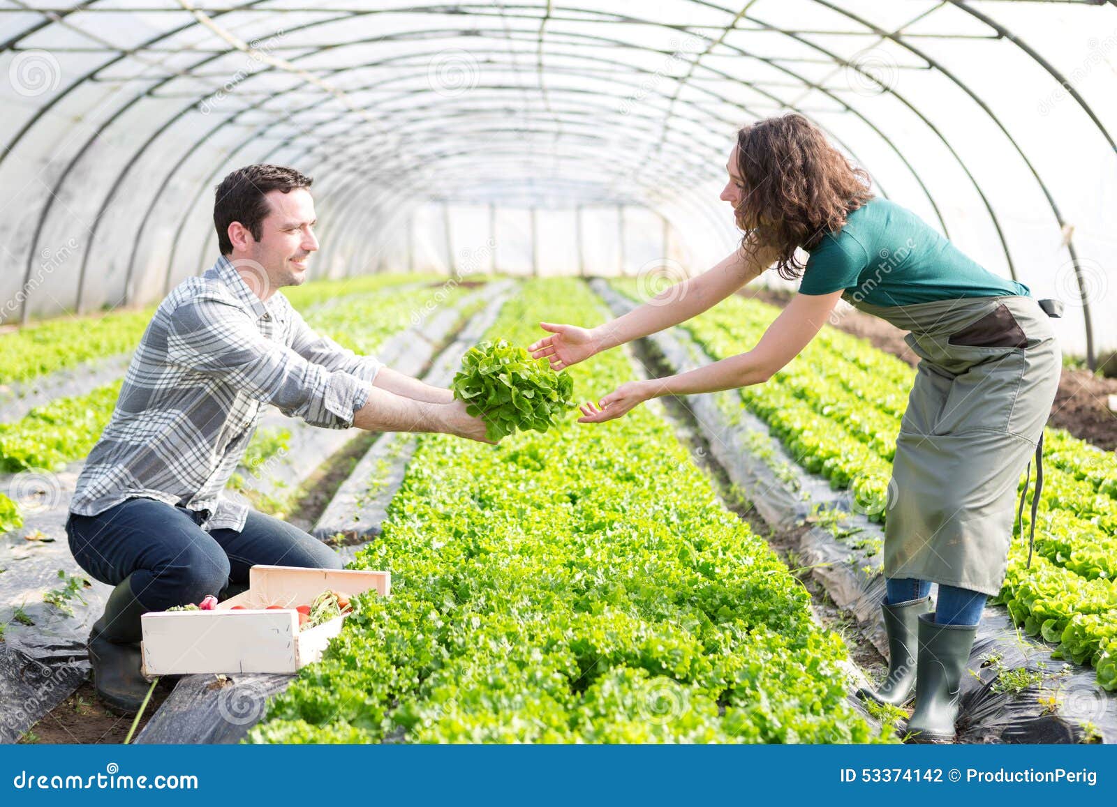 Framers Working Together on a Greenhouse Stock Photo - Image of team ...