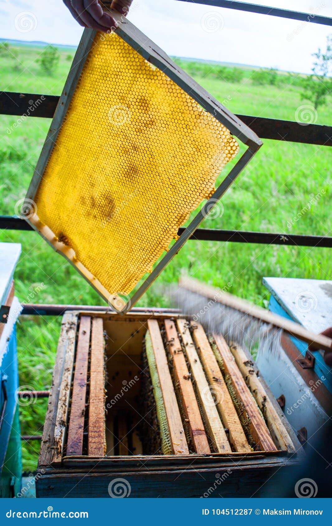 Frames of a Bee Hive. Beekeeper Harvesting Honey. the Bee Smoker is ... Frames of a Bee Hive. Beekeeper Harvesting Honey. the Bee Smoker is ...