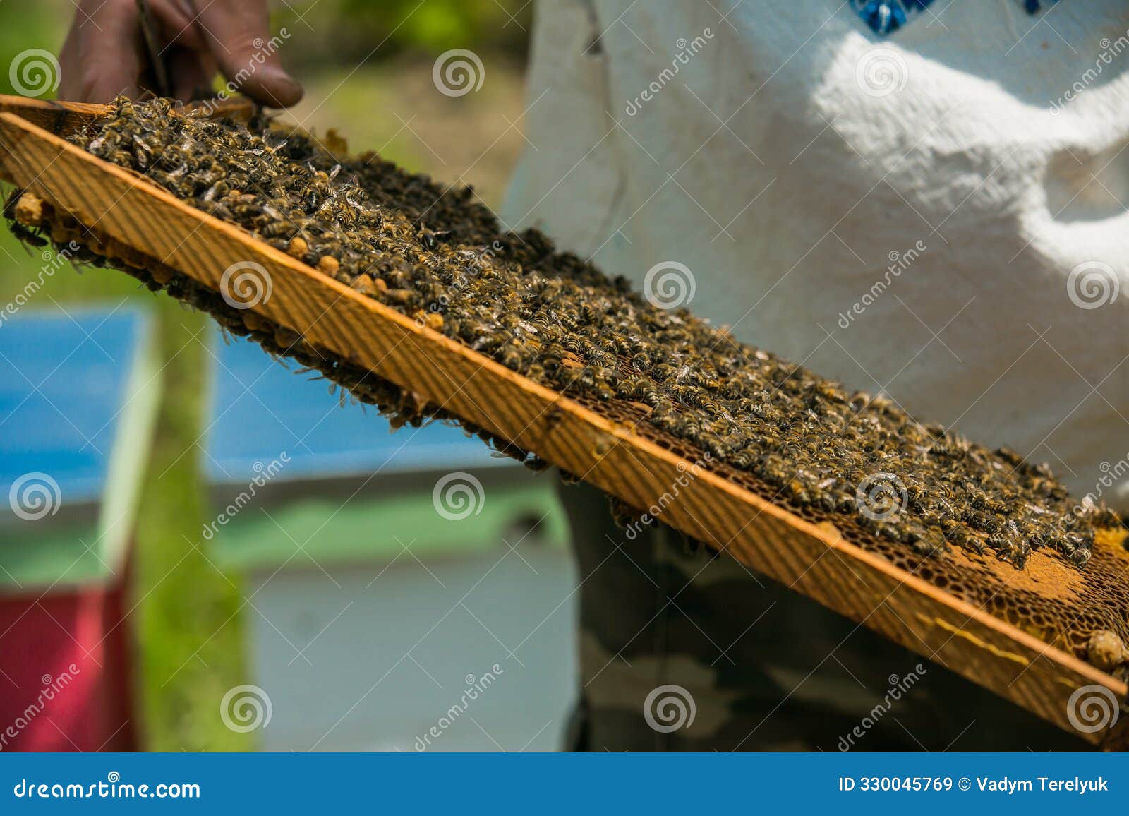 Frames of a Bee Hive. Frame with Honeycombs with Honey in the Beekeeper ...