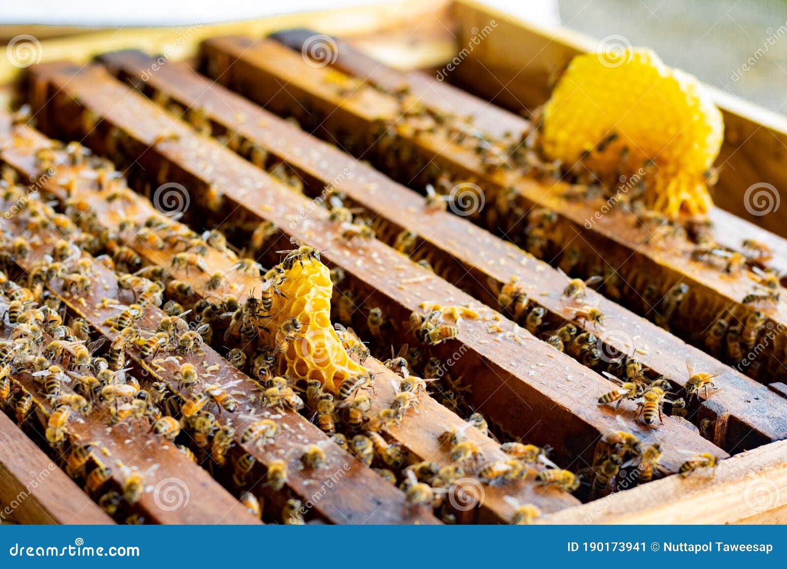 Frames of Bee Hive with Honey , Apiculture , Apiary Stock Image - Image ...