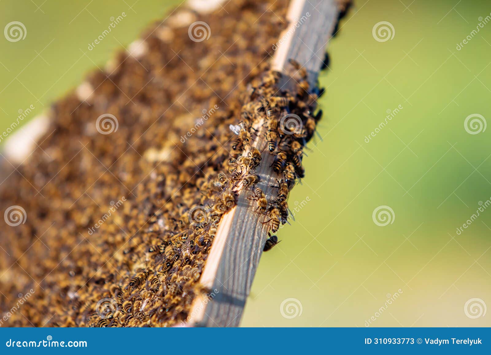 Frames of a Beehive. Busy Bees Inside Hive with Open and Sealed Cells ...