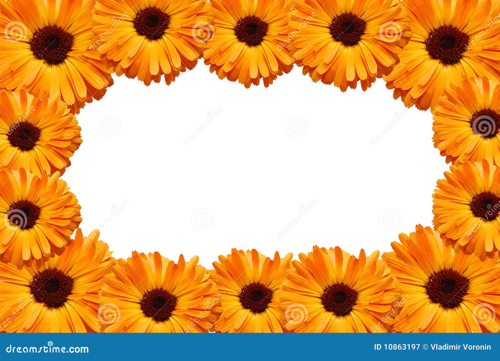 Framework from flowers stock image. Image of fresh, botany - 10863197