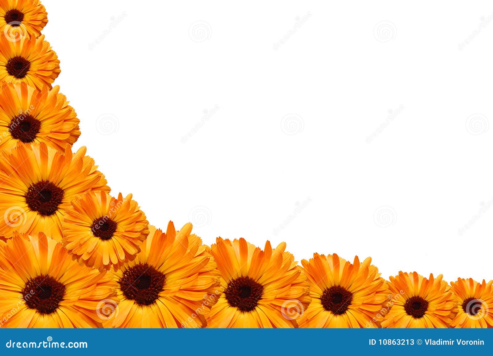 Framework from flowers stock image. Image of daisy, blooming - 10863213