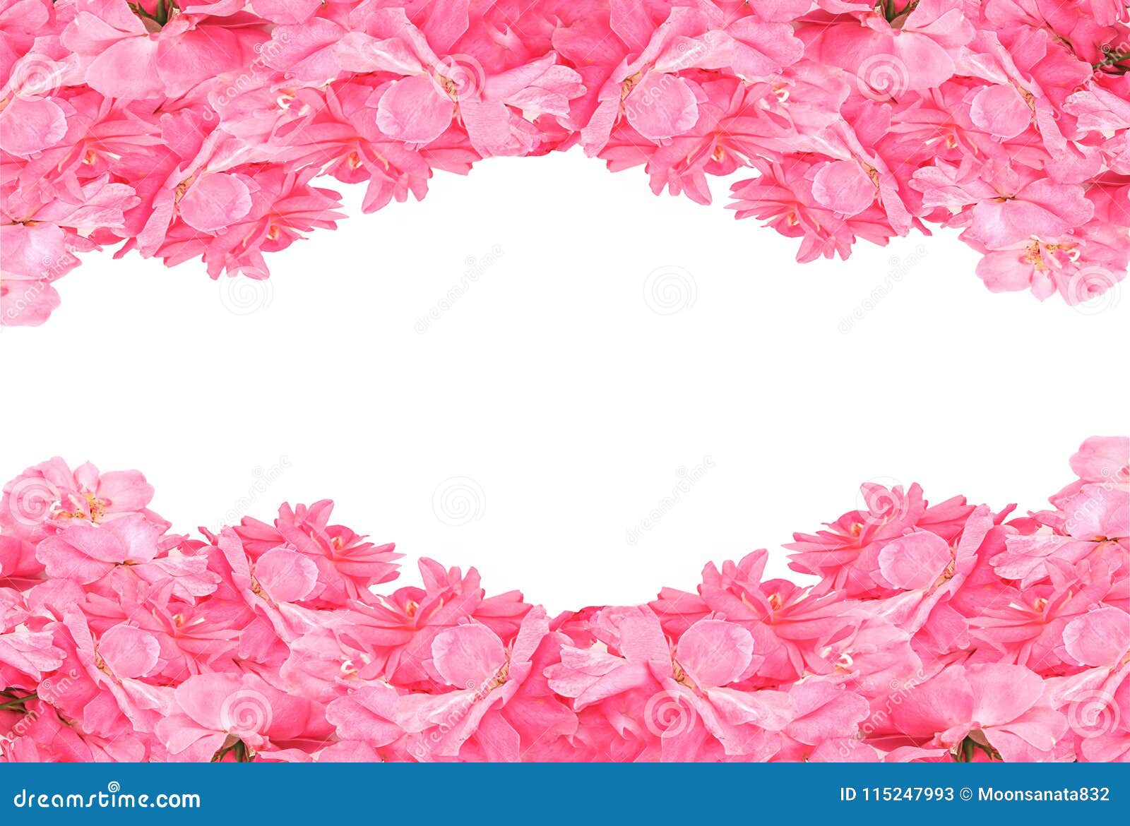 321 Pink Framework Roses Photos - Free & Royalty-Free Stock Photos from ...