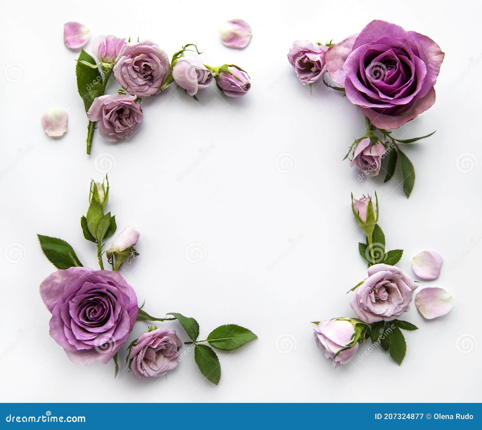 Framework from Roses on White Background Stock Image - Image of floral ...