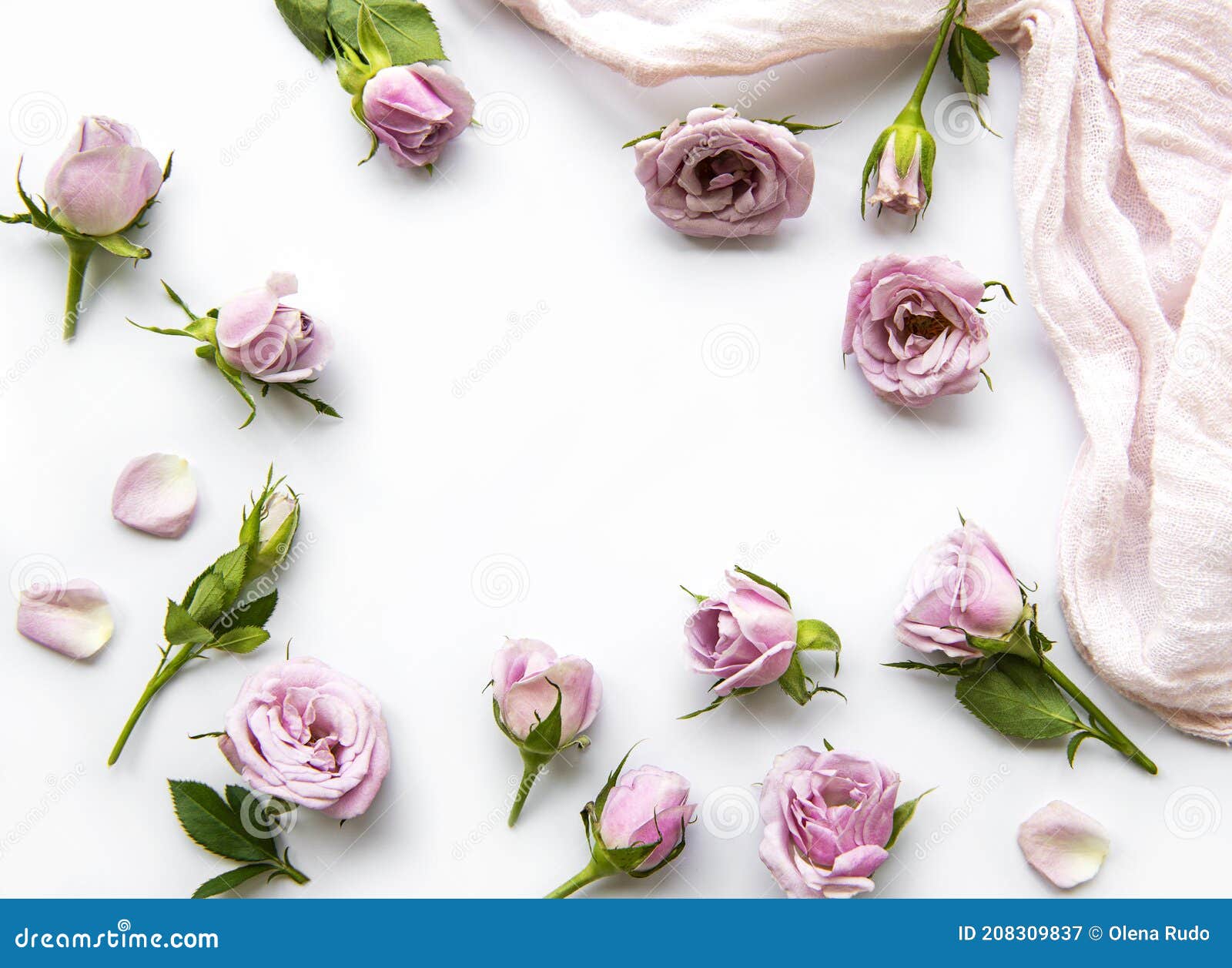 Framework from Roses on White Background Stock Image - Image of ...