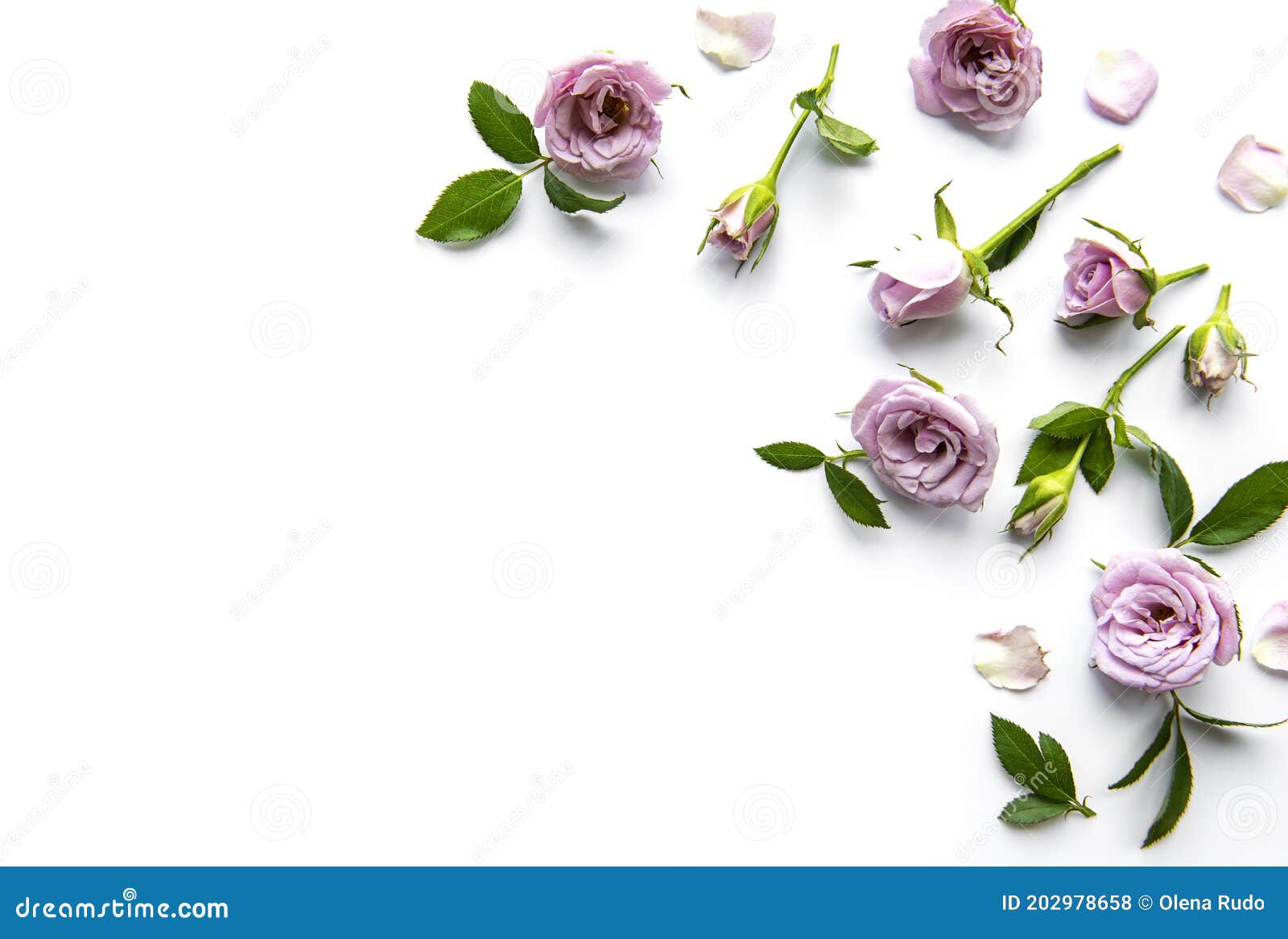 Framework from Roses on White Background Stock Photo - Image of nature ...