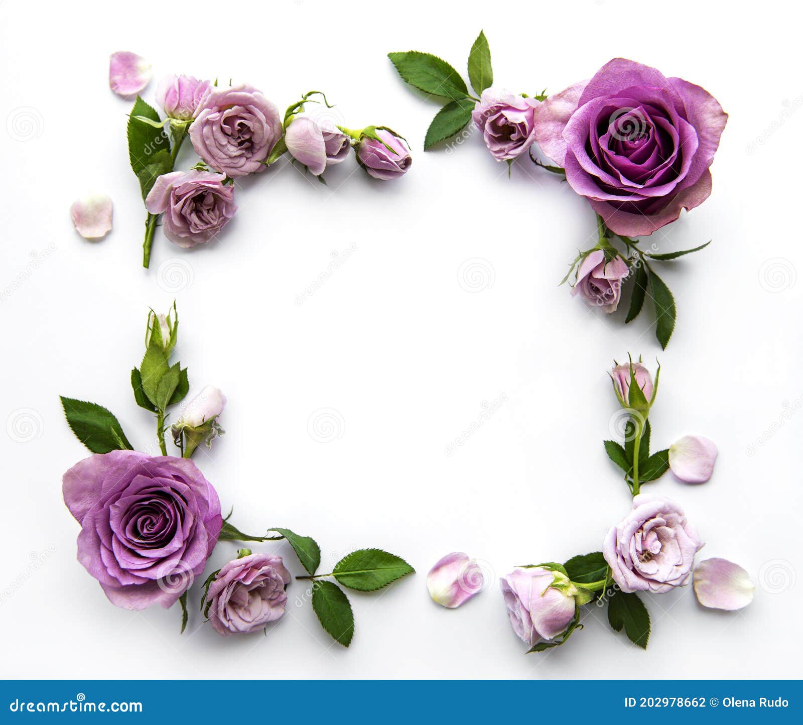 Framework from Roses on White Background Stock Photo - Image of love ...