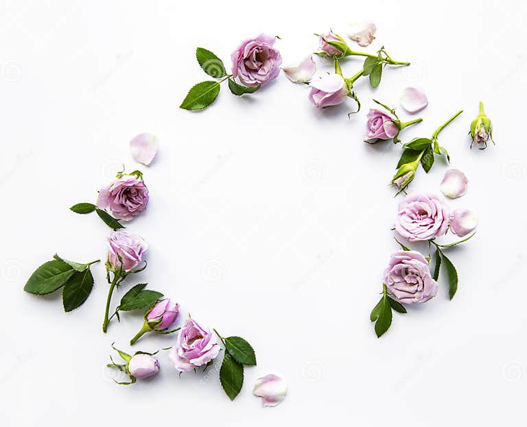 Framework from Roses on White Background Stock Photo - Image of corner ...