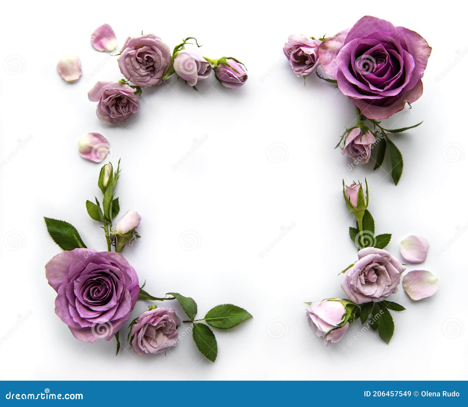 Framework from Roses on White Background Stock Image - Image of natural ...