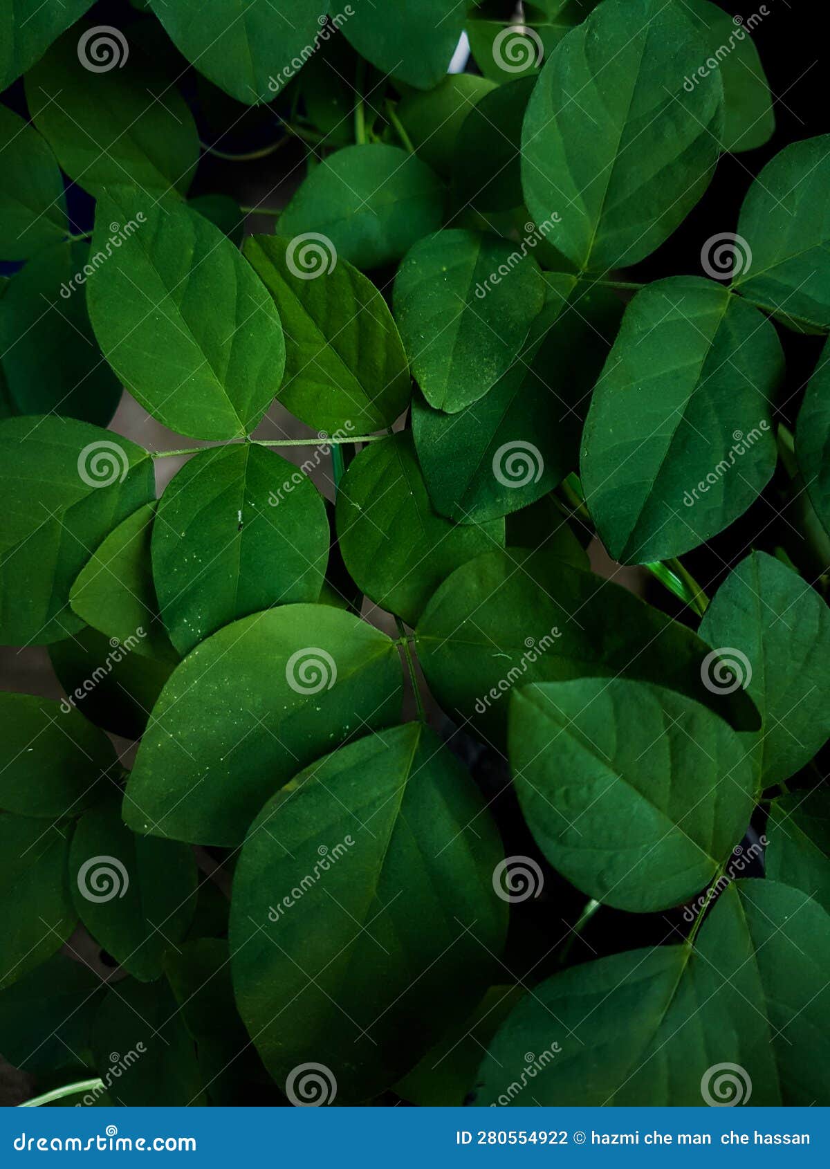 Framing green leaf stock photo. Image of flower, plant - 280554922