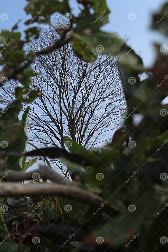 Framing Photography Technique on a Tree Stalk Stock Photo - Image of ...