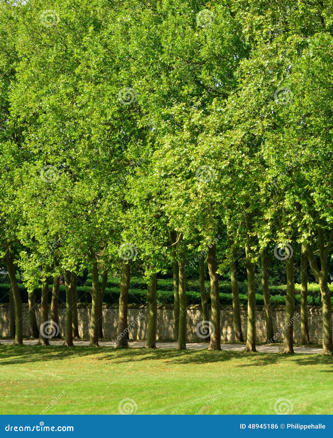 France, the Classical Park of Marly Le Roi Stock Photo - Image of treen ...