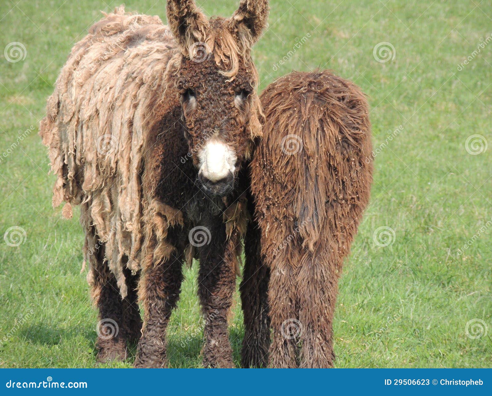 France, Poitou Donkey stock image. Image of former, diversity - 29506623