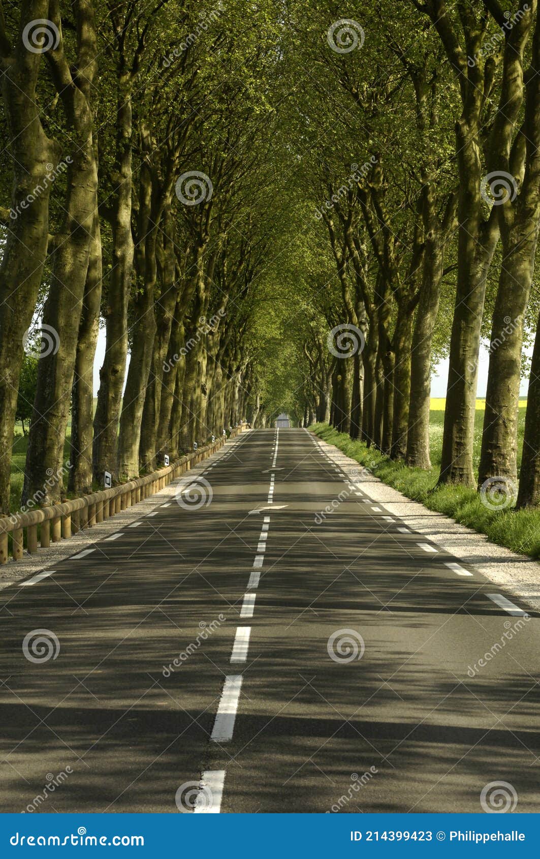 A Small Country Road Lined with Trees Stock Image - Image of trees ...