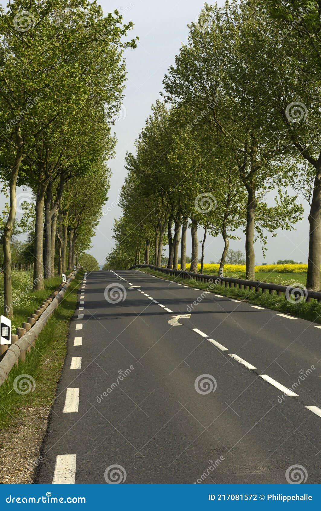 A Small Country Road Lined with Trees Editorial Photography - Image of ...