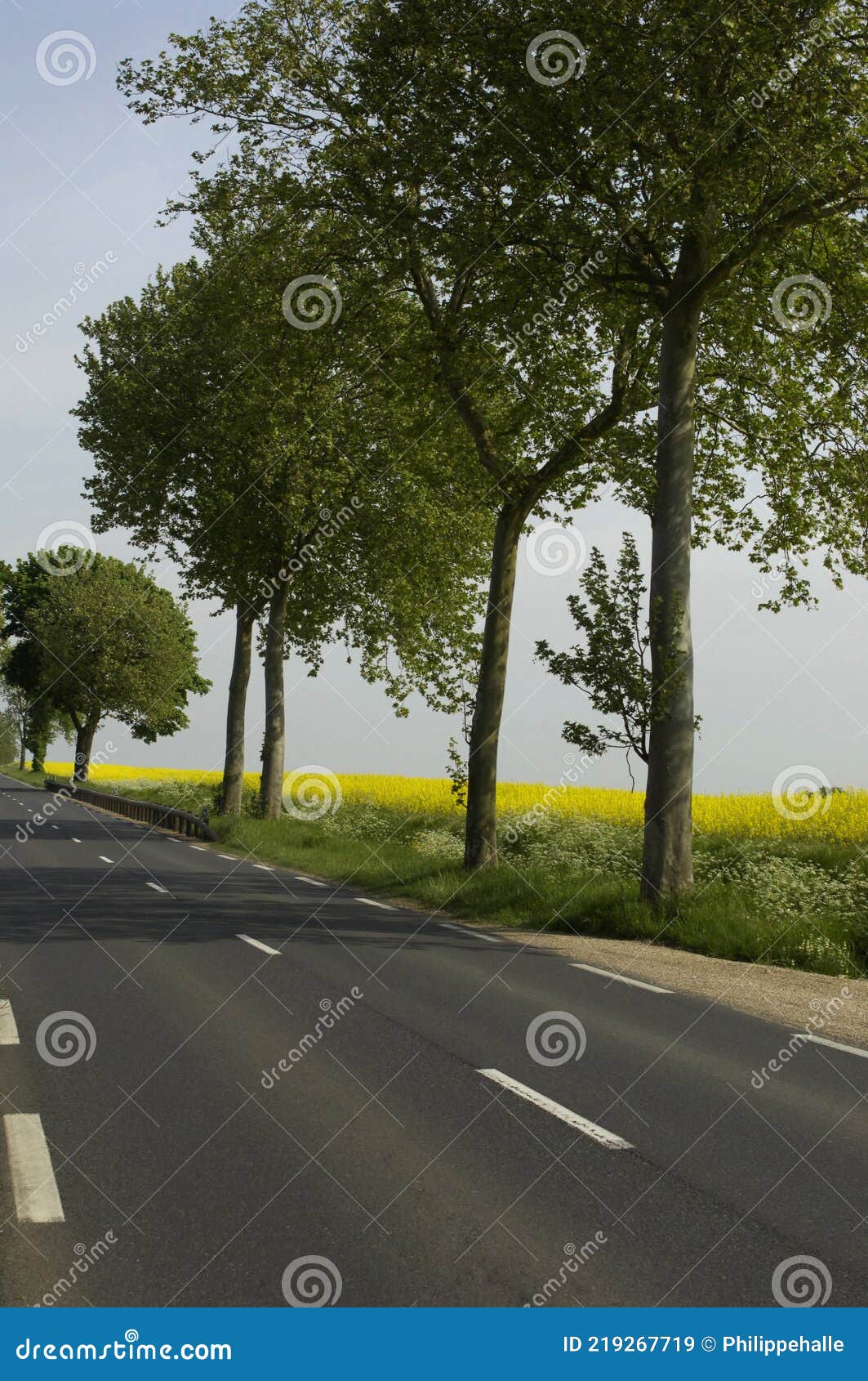 A Small Country Road Lined with Trees Editorial Stock Image - Image of ...