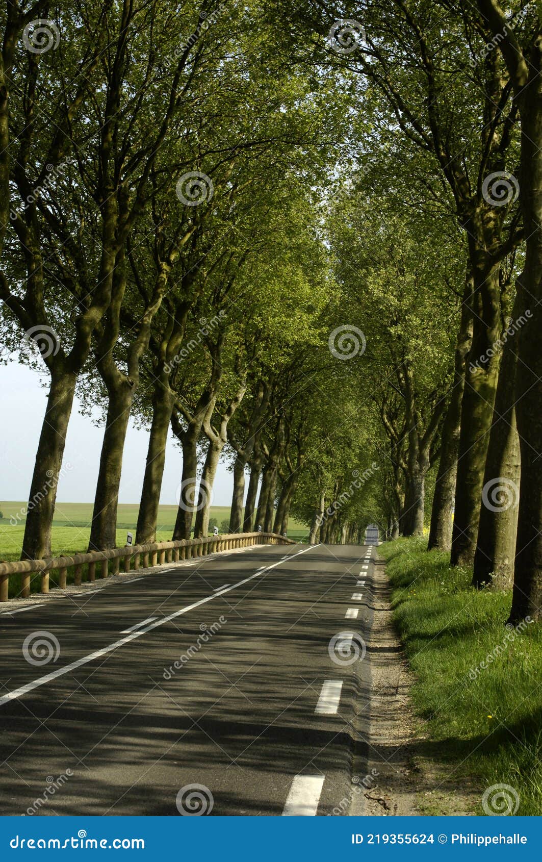 A Small Country Road Lined with Trees Editorial Stock Image - Image of ...