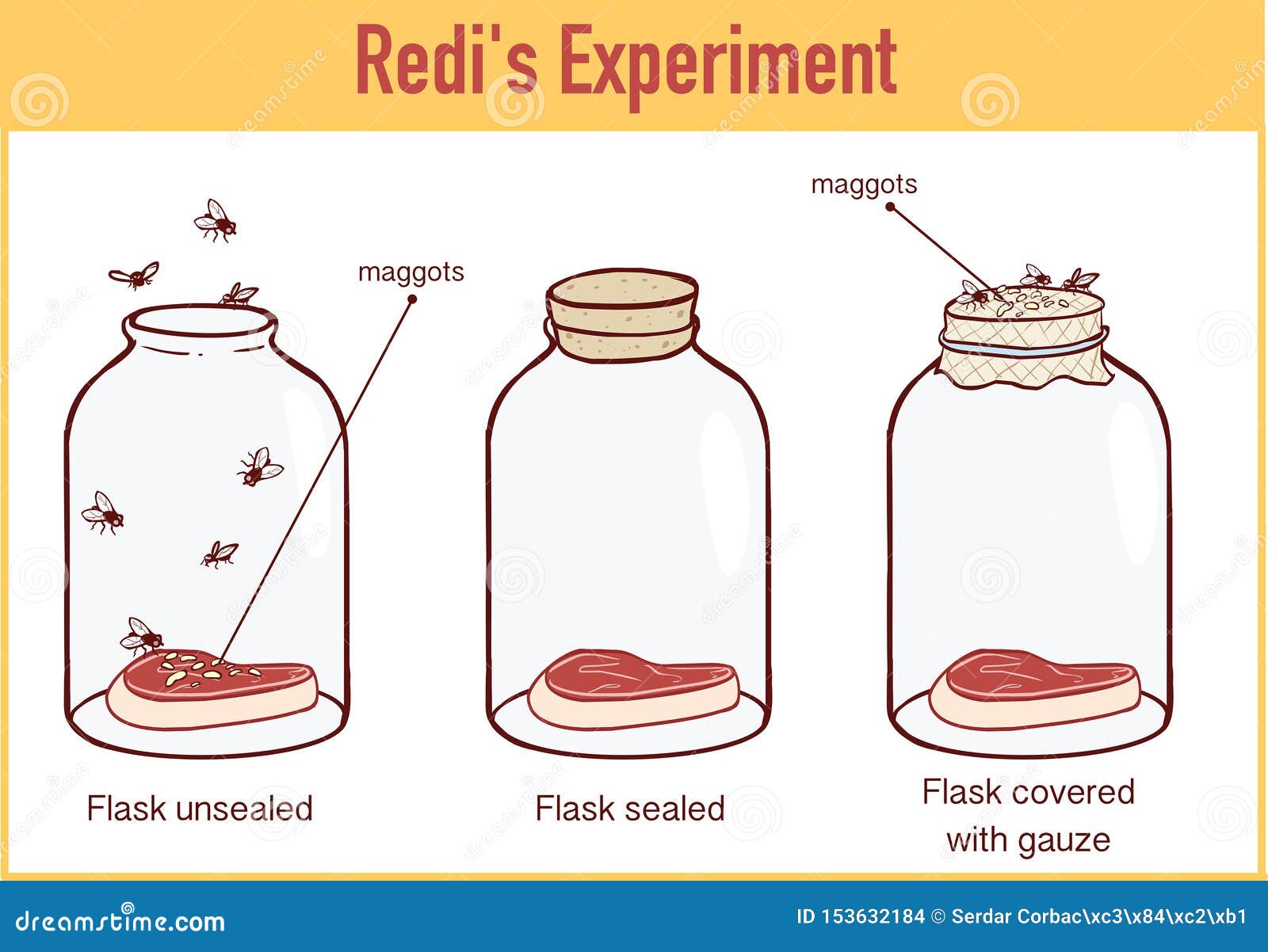 Vector Illustration of a Francesco Redi 1668 Experiment Stock Vector ... Vector Illustration of a Francesco Redi 1668 Experiment Stock Vector ...