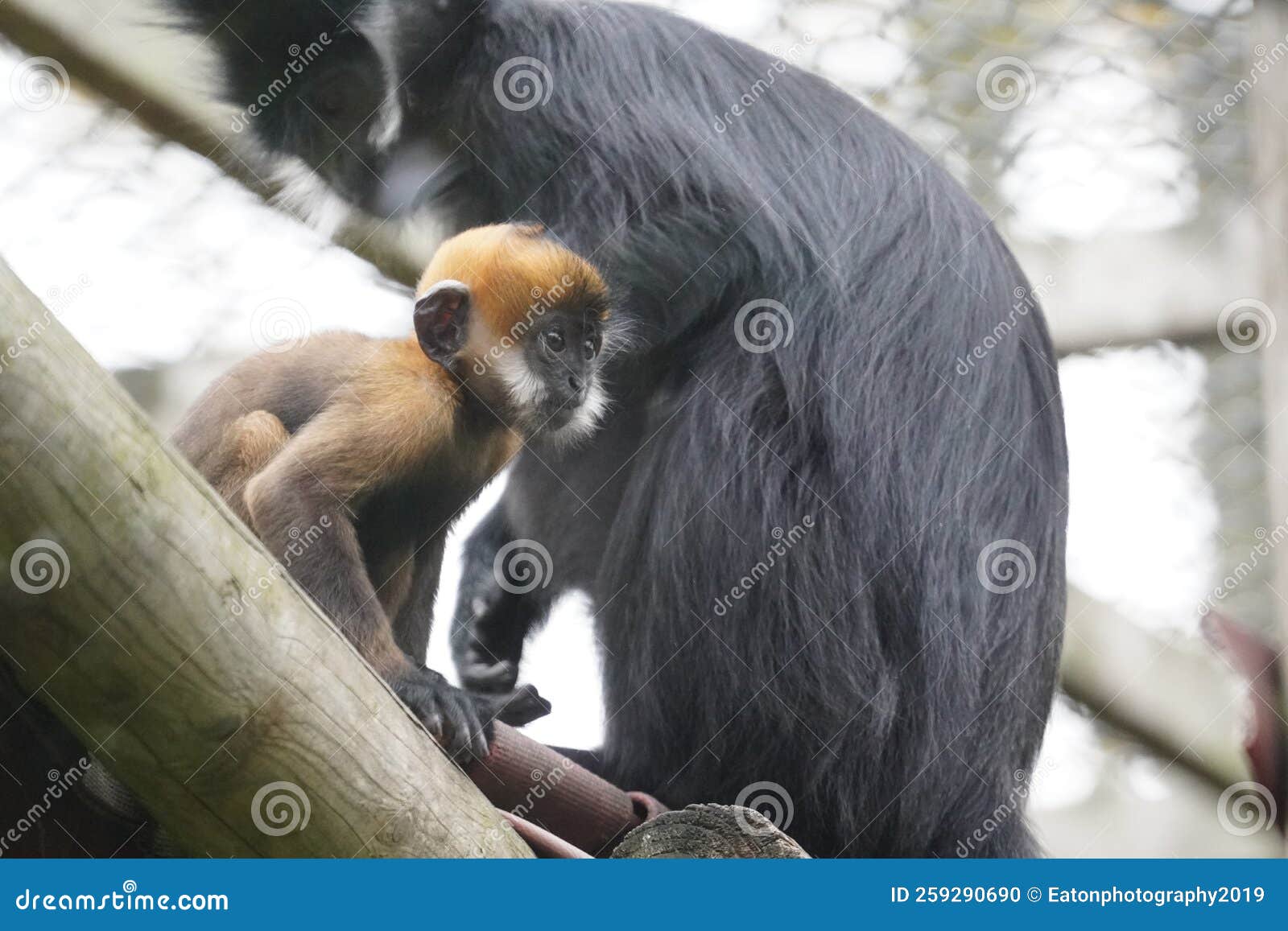 Francois Leaf Monkey Looking Out Stock Photo - Image of tonkin, group ...