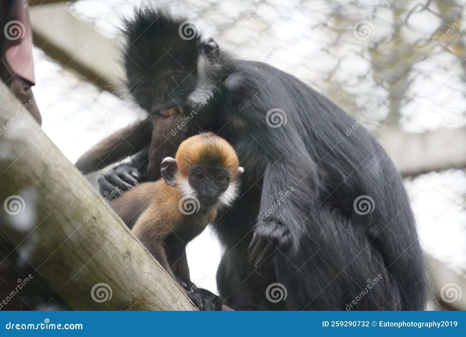 Francois Leaf Monkey Looking Out Stock Photo - Image of langur, black ...