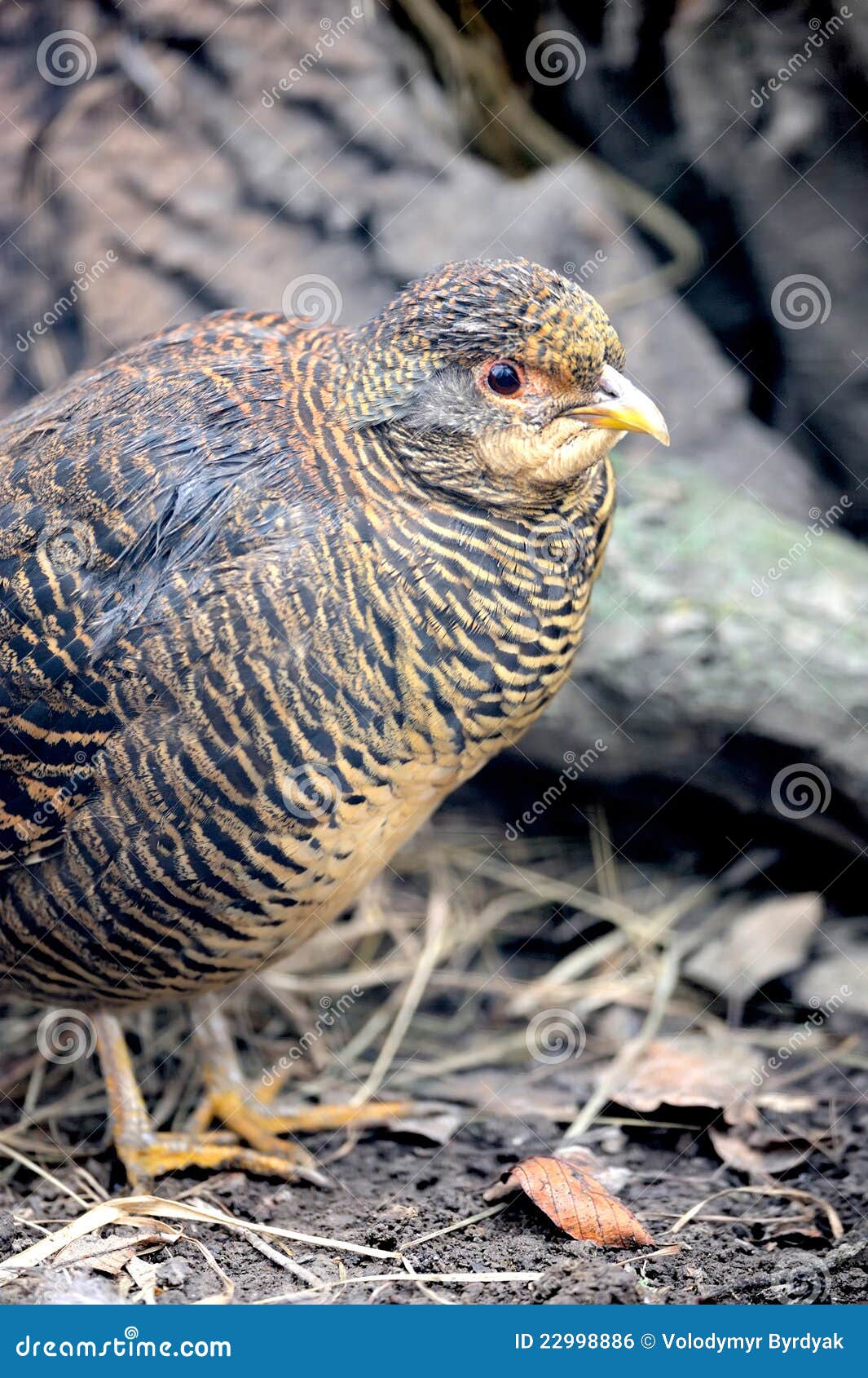 Francolin stock photo. Image of agriculture, quail, nature - 22998886