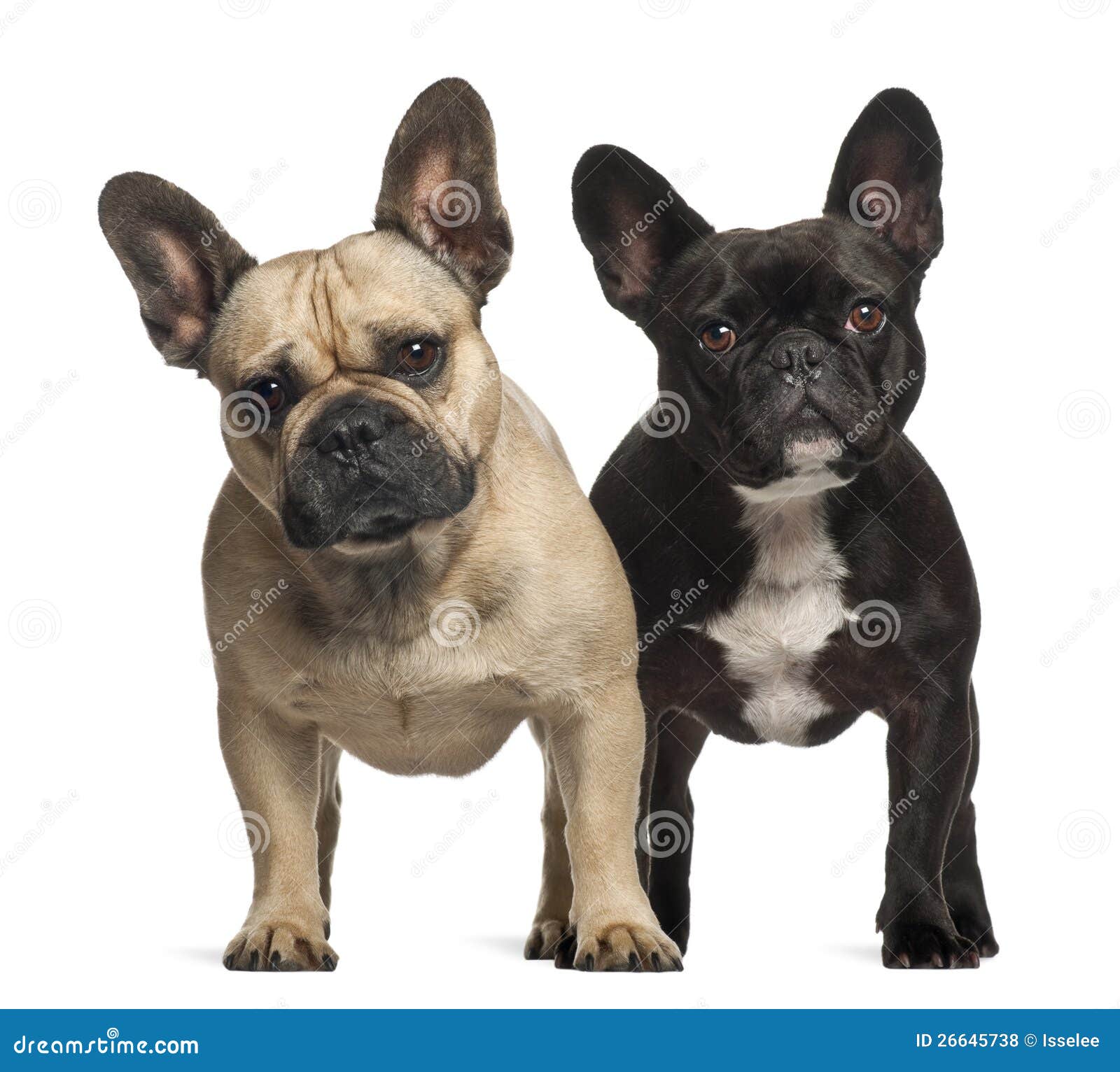 Francuscy Buldogi, Target823_1_ 3 Lat, Zdjęcie Stock - Obraz złożonej z ...