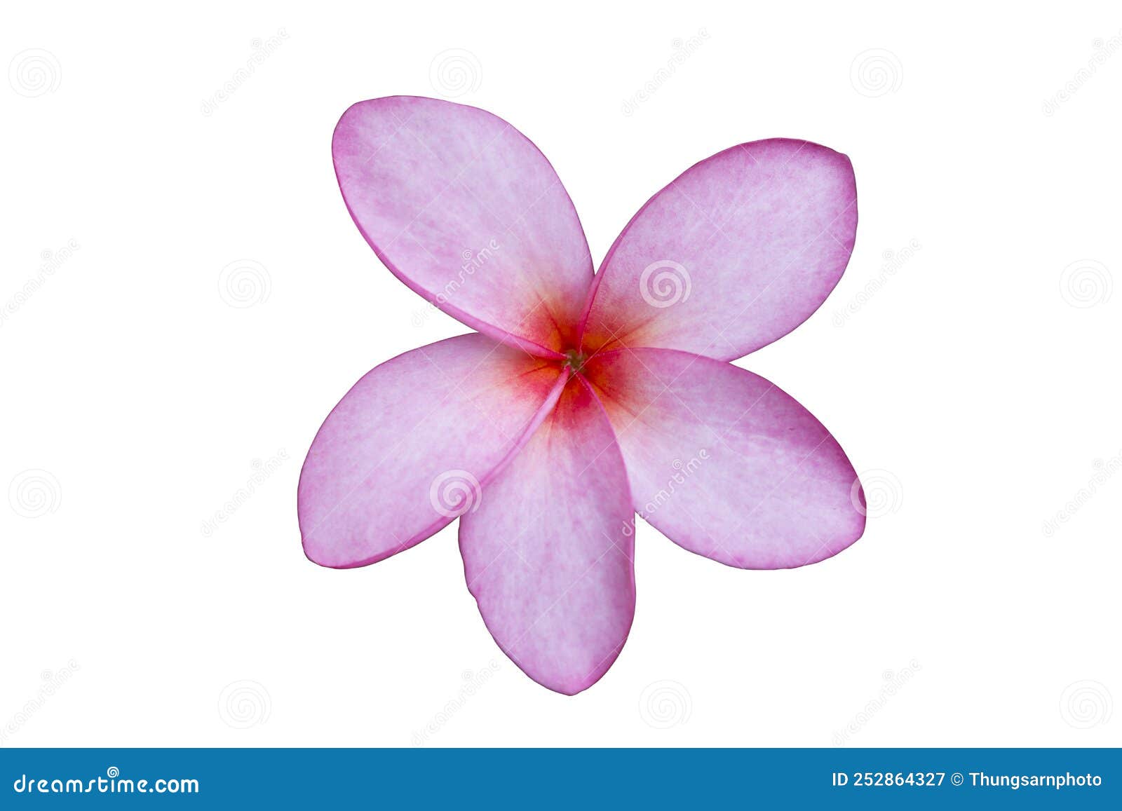 Frang Flower Isolated on White Background with Clipping Path Stock ...