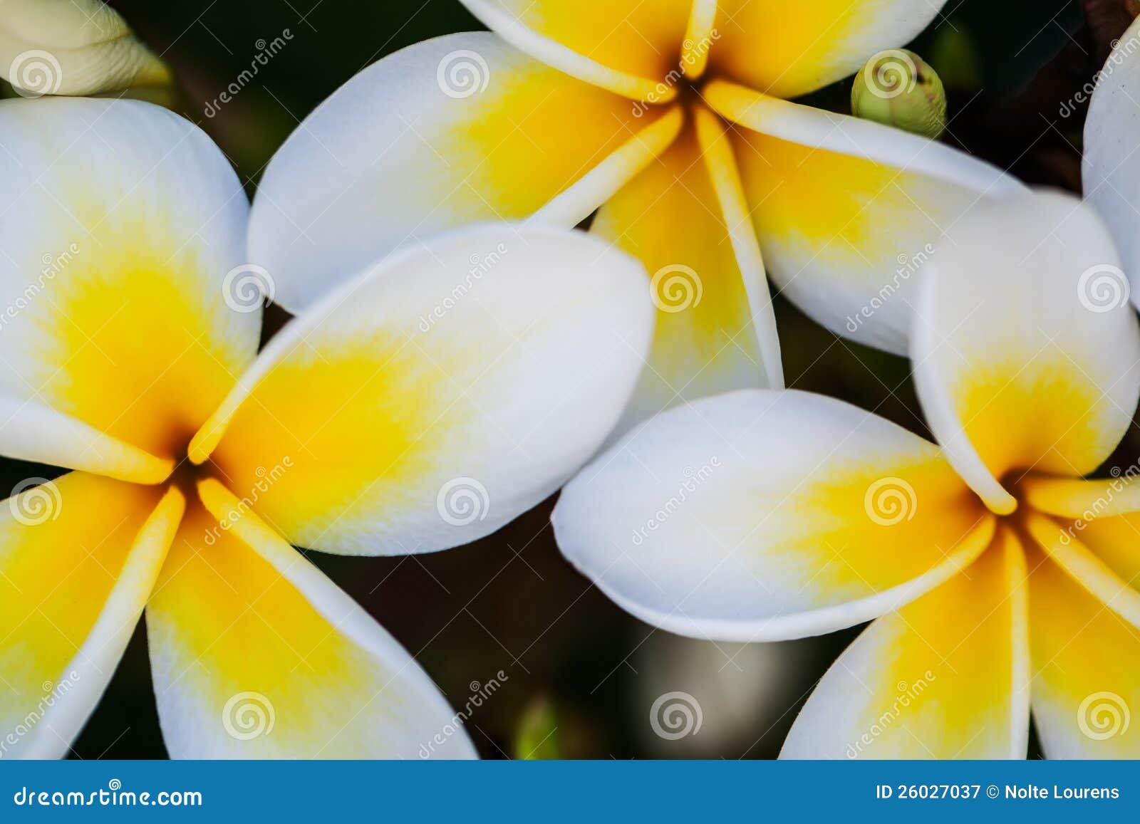 Frangi drei stockbild. Bild von blüte, betrieb, auslegung - 26027037