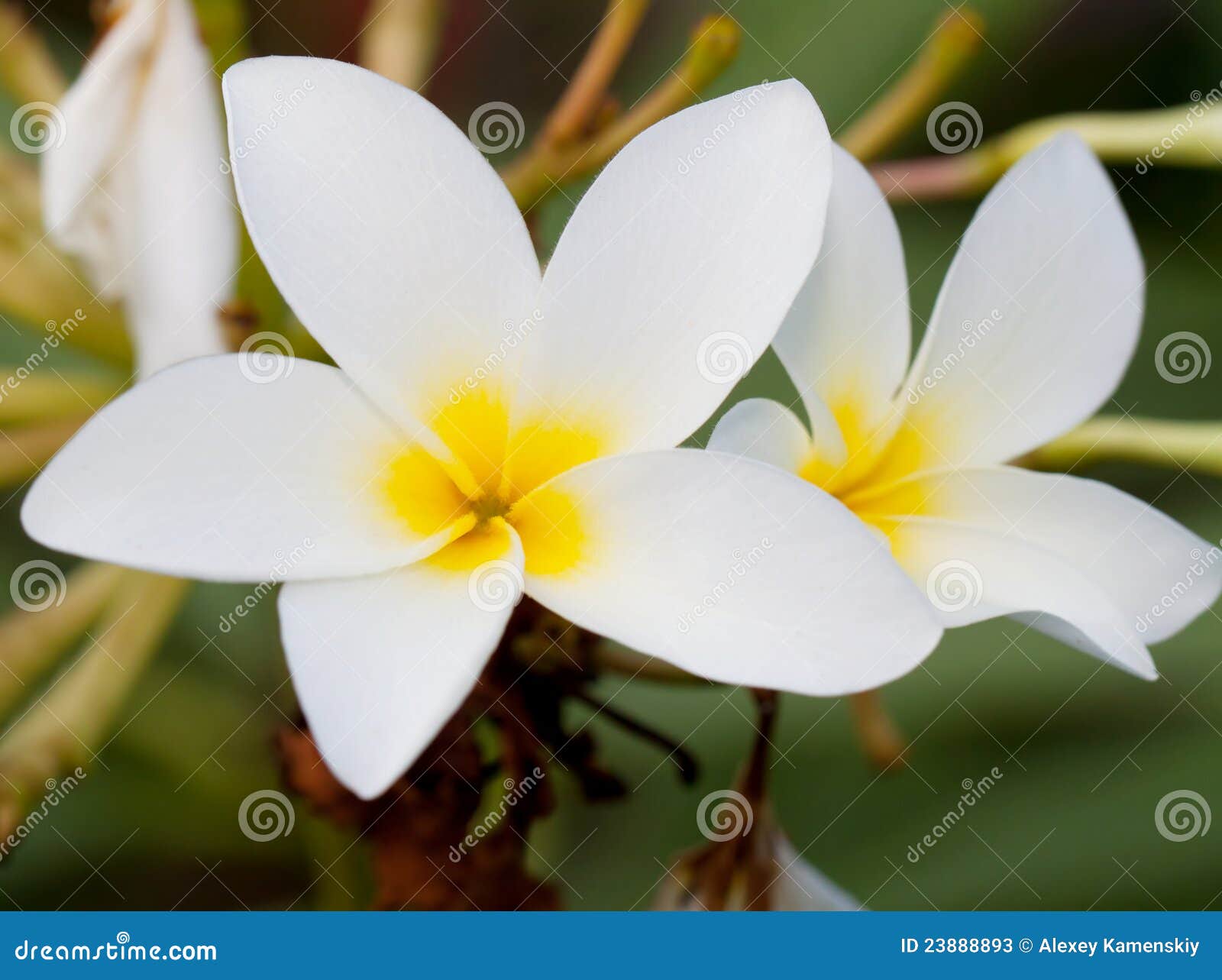 Frangiapani flower stock image. Image of gift, getaway - 23888893
