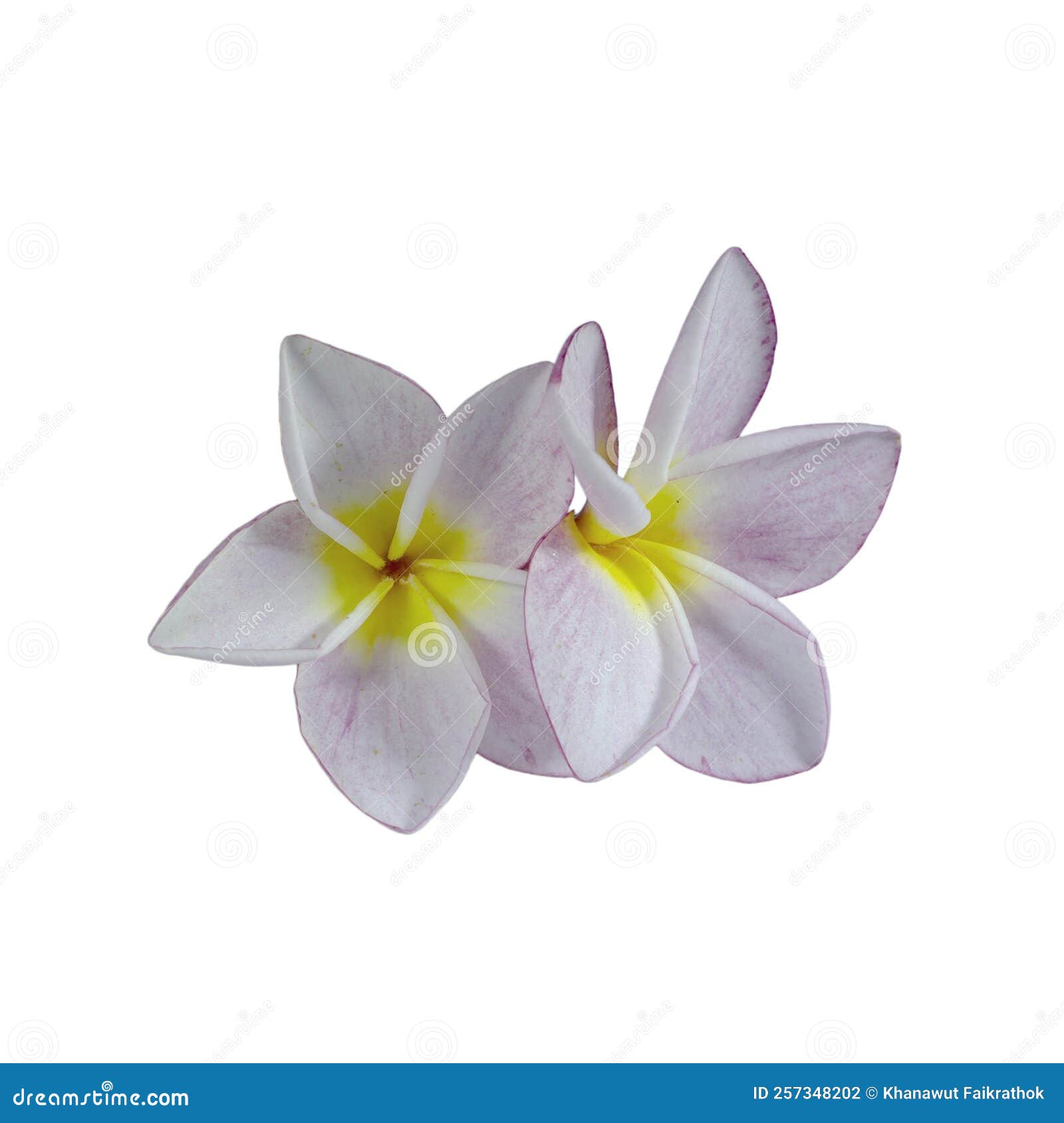 Frangini Flowers Blooming on White Background Stock Photo - Image of ...